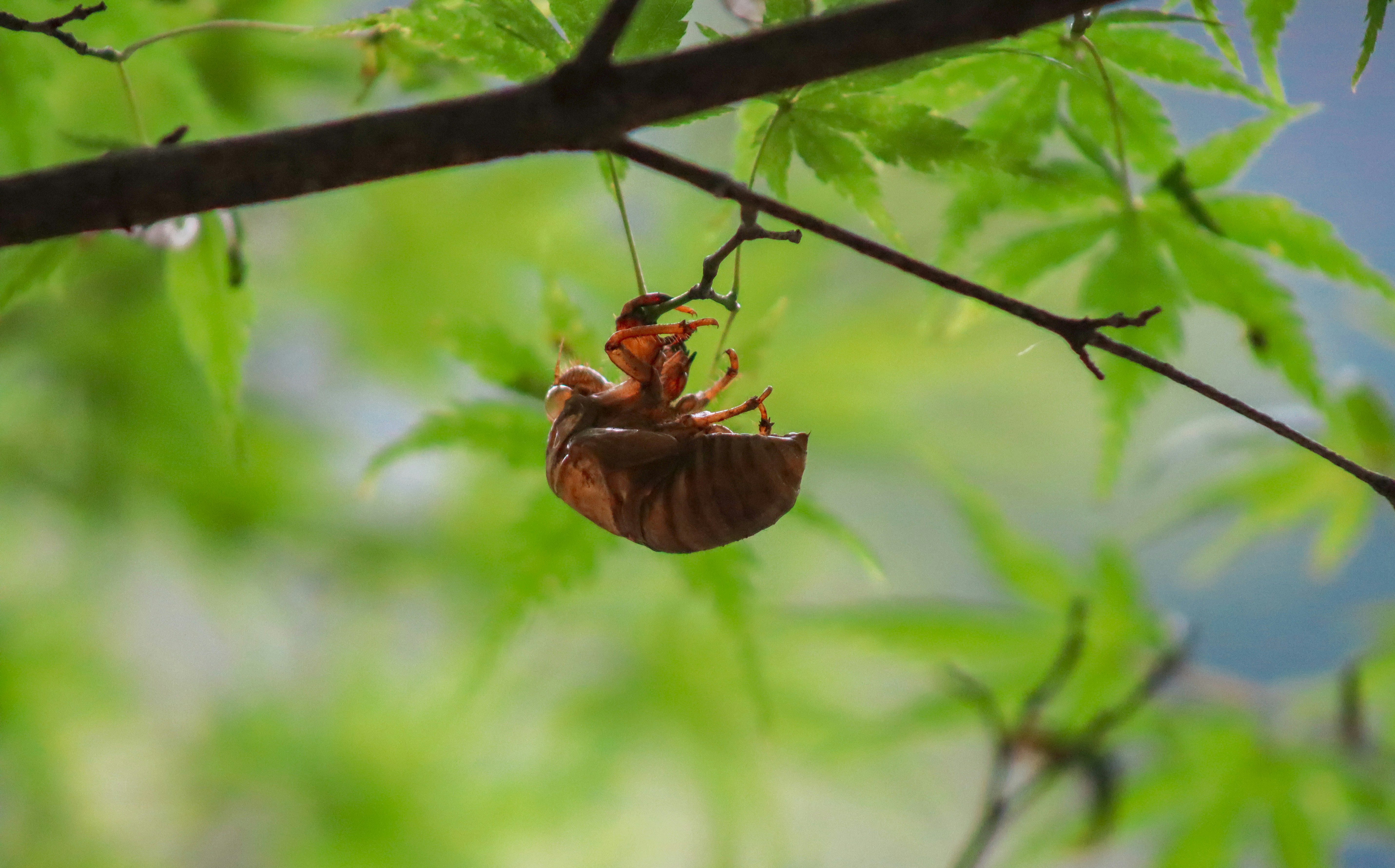 Hanging Moment: A Leaf-Tucked Insect in Gentle Green Backdrop