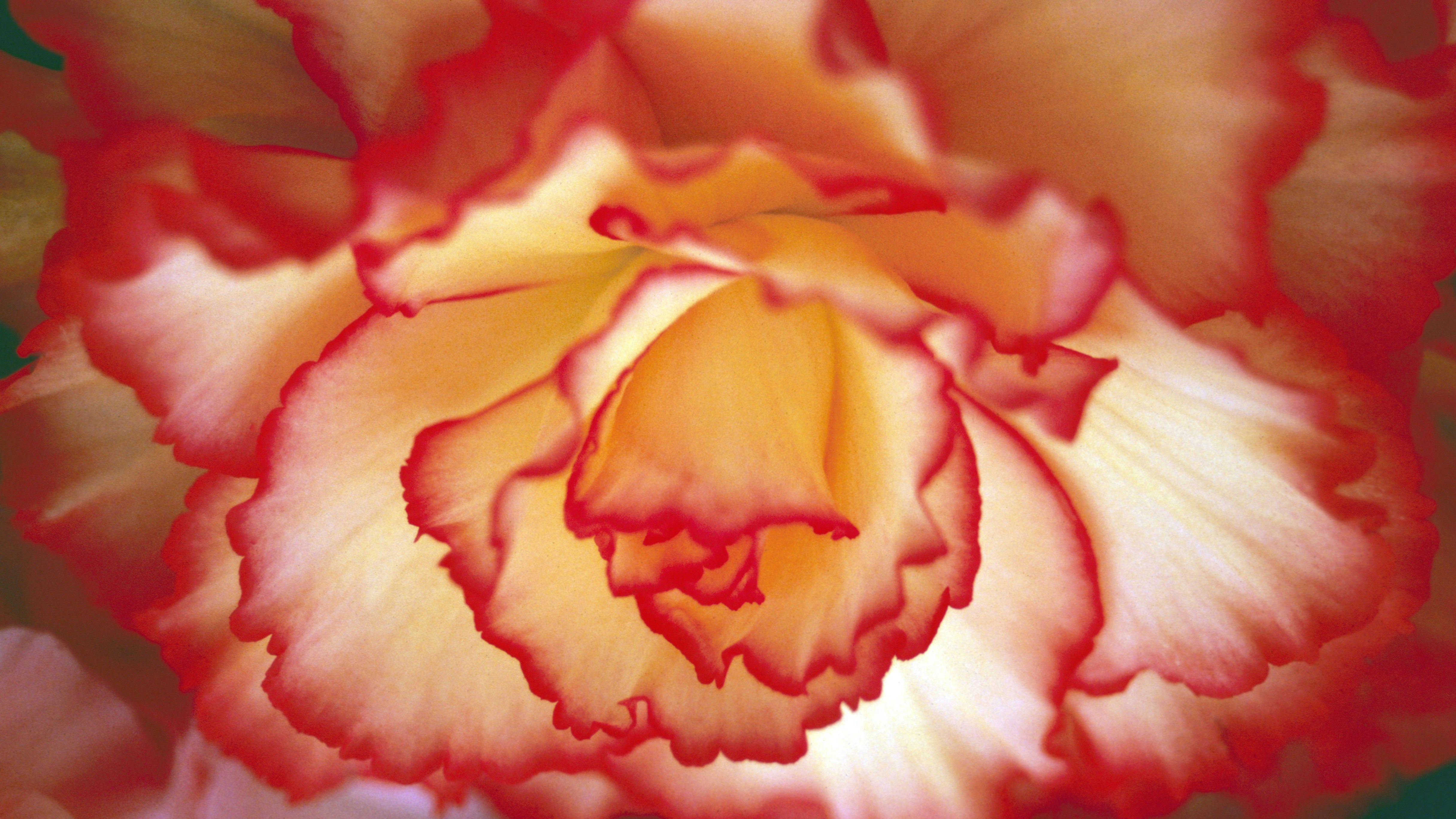 Radiant Rim: Macro Portrait of a Bi-Color Carnation
