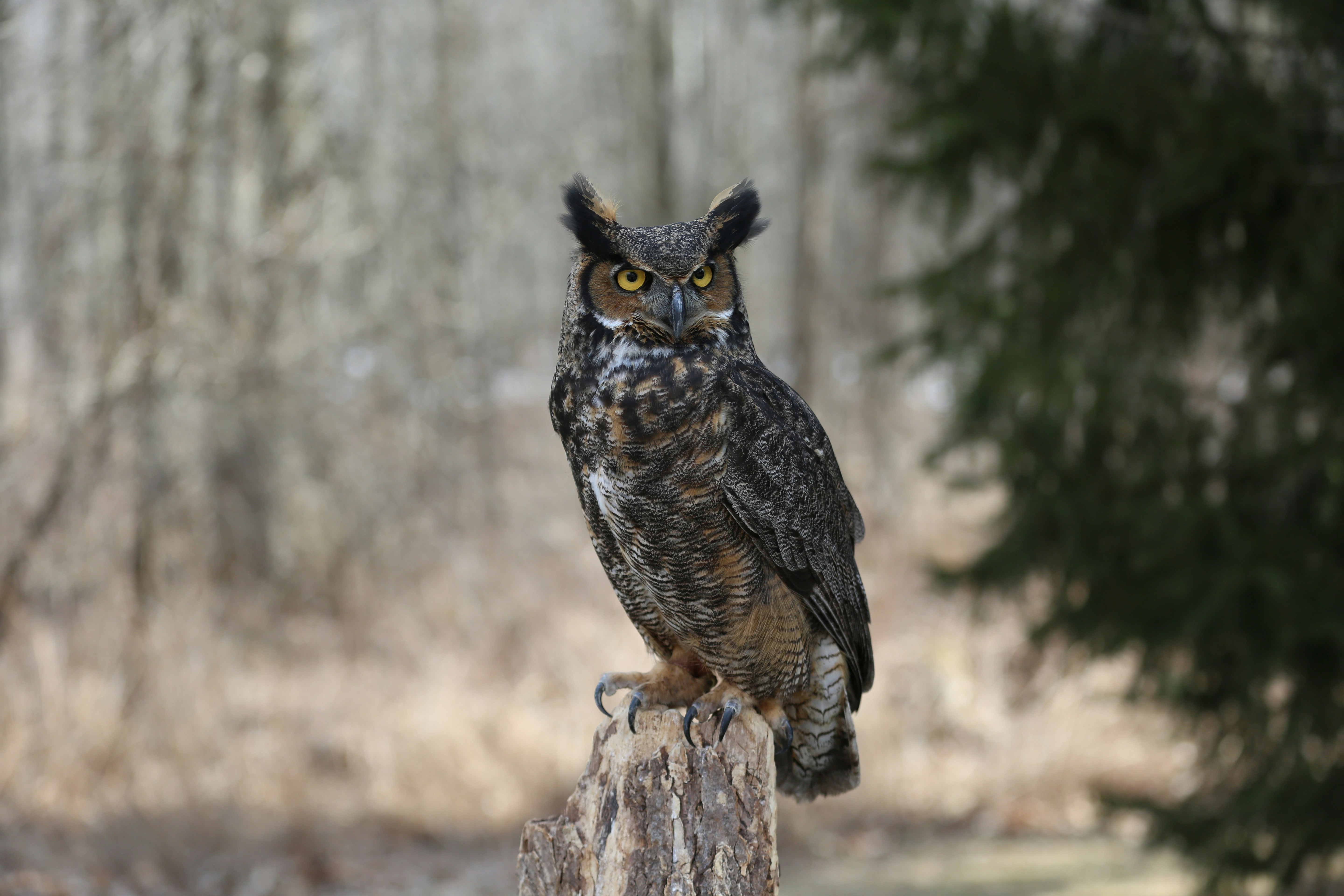 a great horned owl is stalking me - by Shannon K. Evans