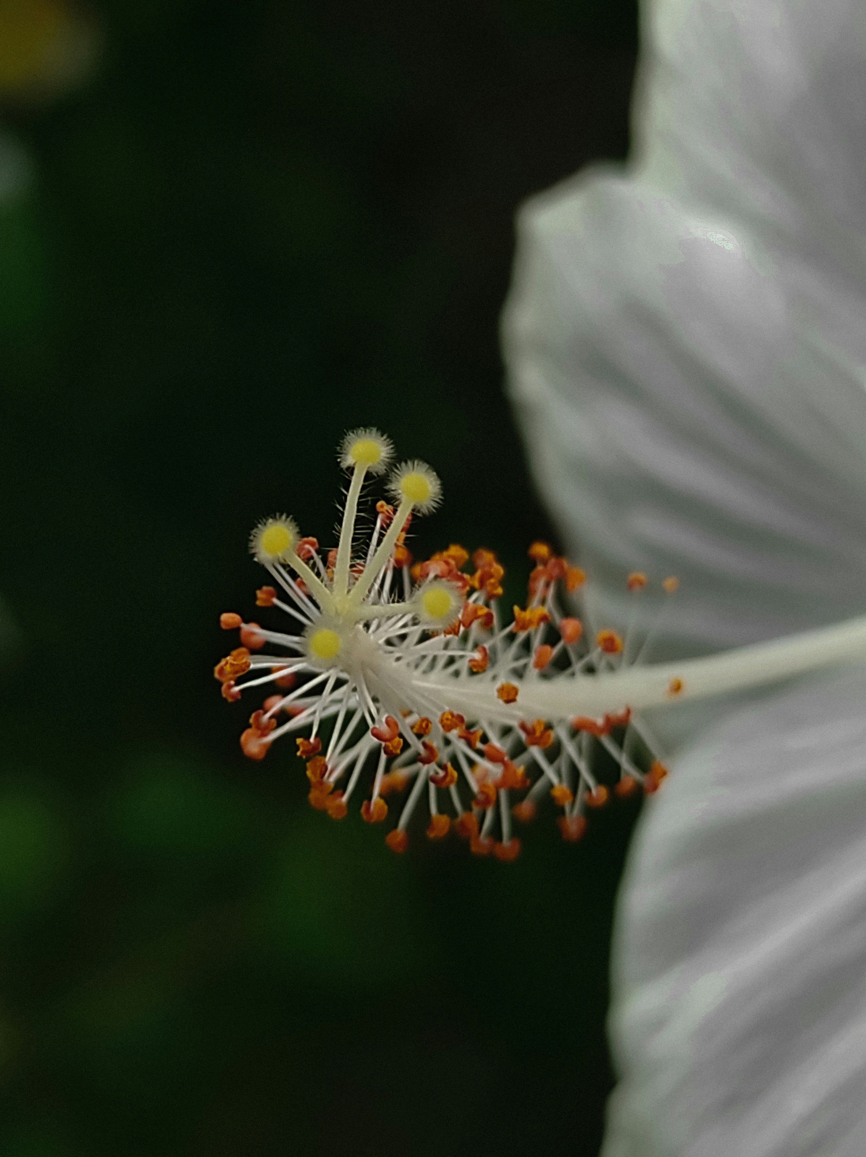Close-up macro of a white hibiscus bloom, highlighting the stamen cluster with orange anthers against a dark background. Macro photograph emphasizing fine texture and contrast in the flower's reproductive structures.