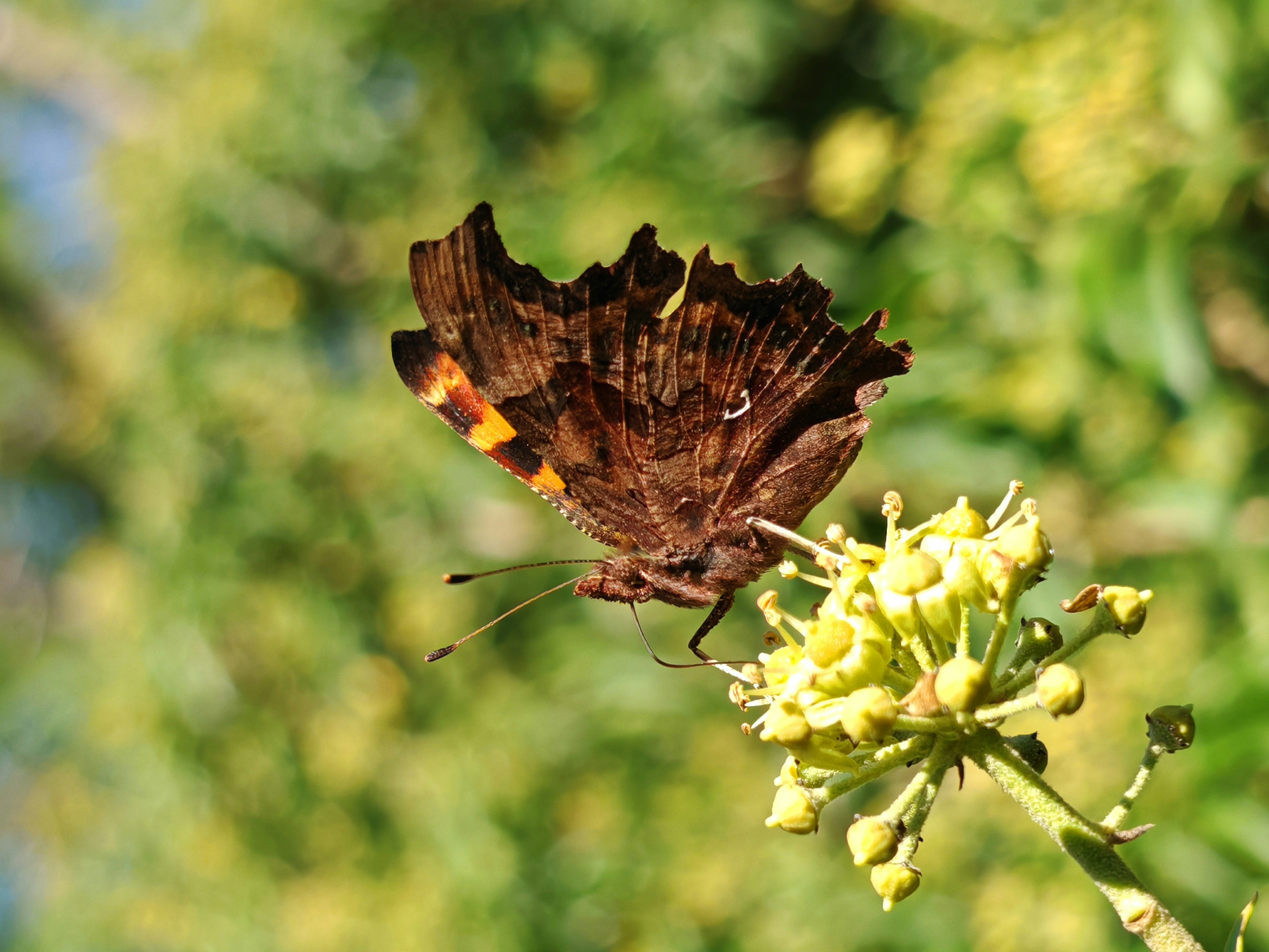 Brown-winged butterfly rests on a yellow-green bloom with a softly blurred garden backdrop.