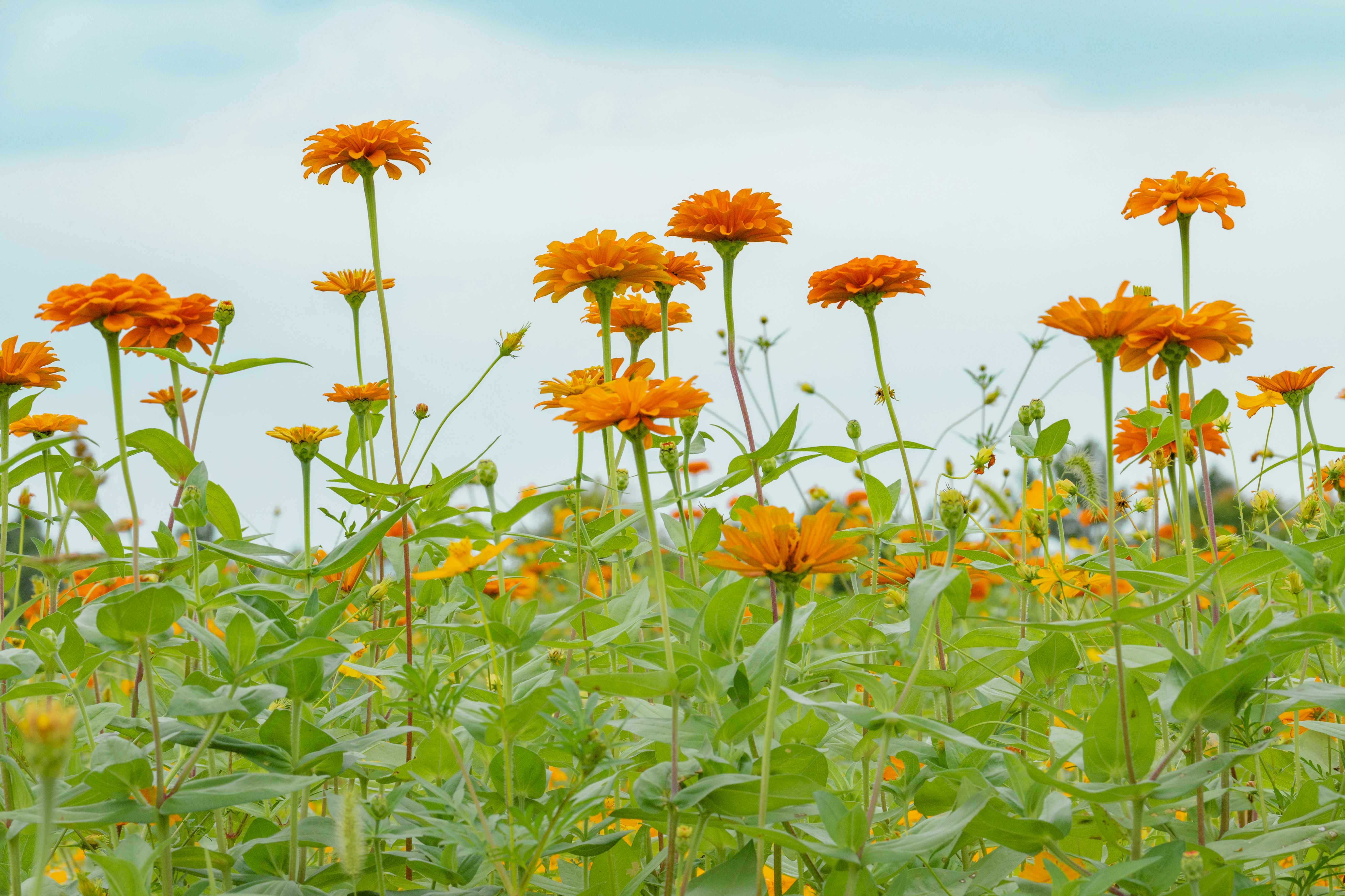 Tall orange flowers sway gently in a lush green field beneath a cloudy sky.