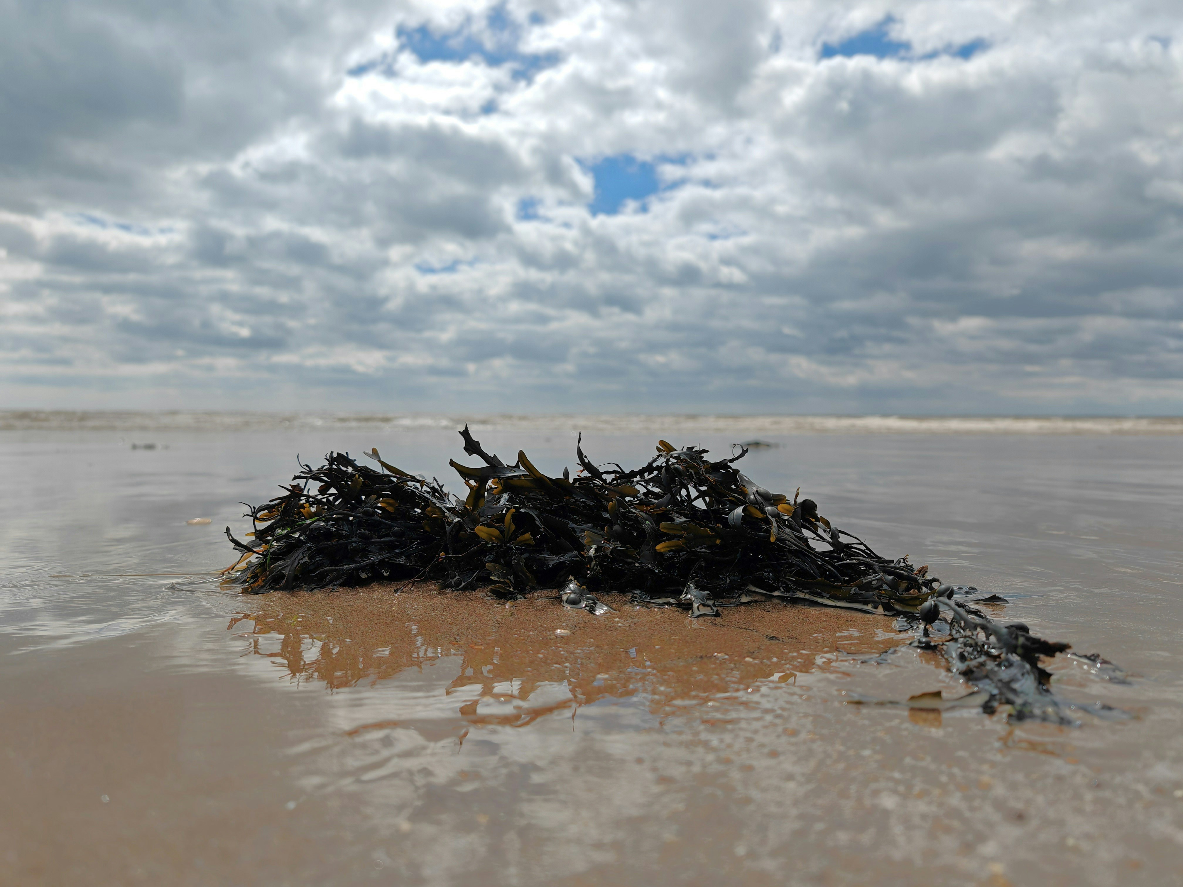 Drifted Debris on a Quiet Tidal Plain at Midday