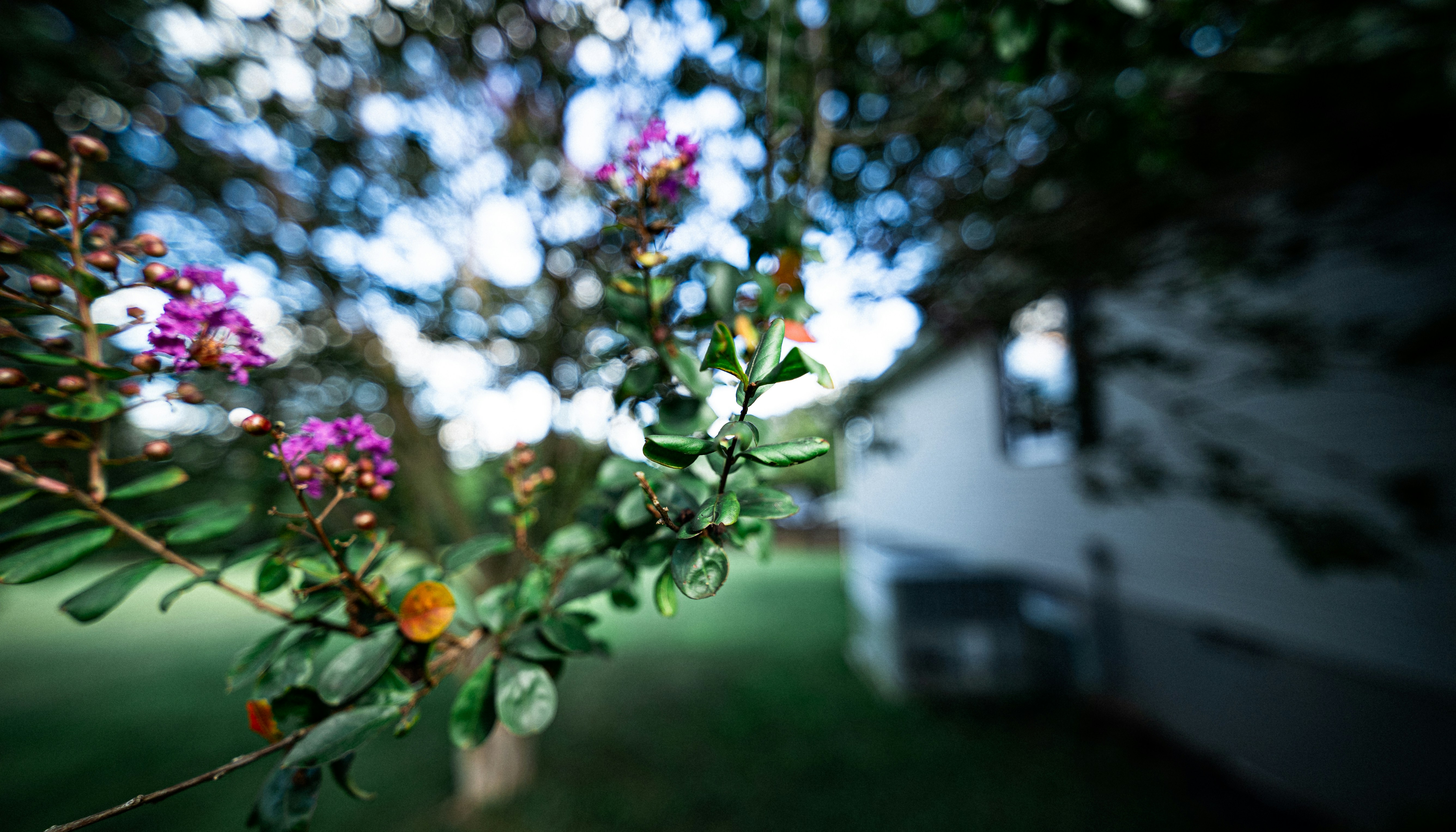 Petaled foreground, blurred house backdrop: a close-in bloom in soft focus
