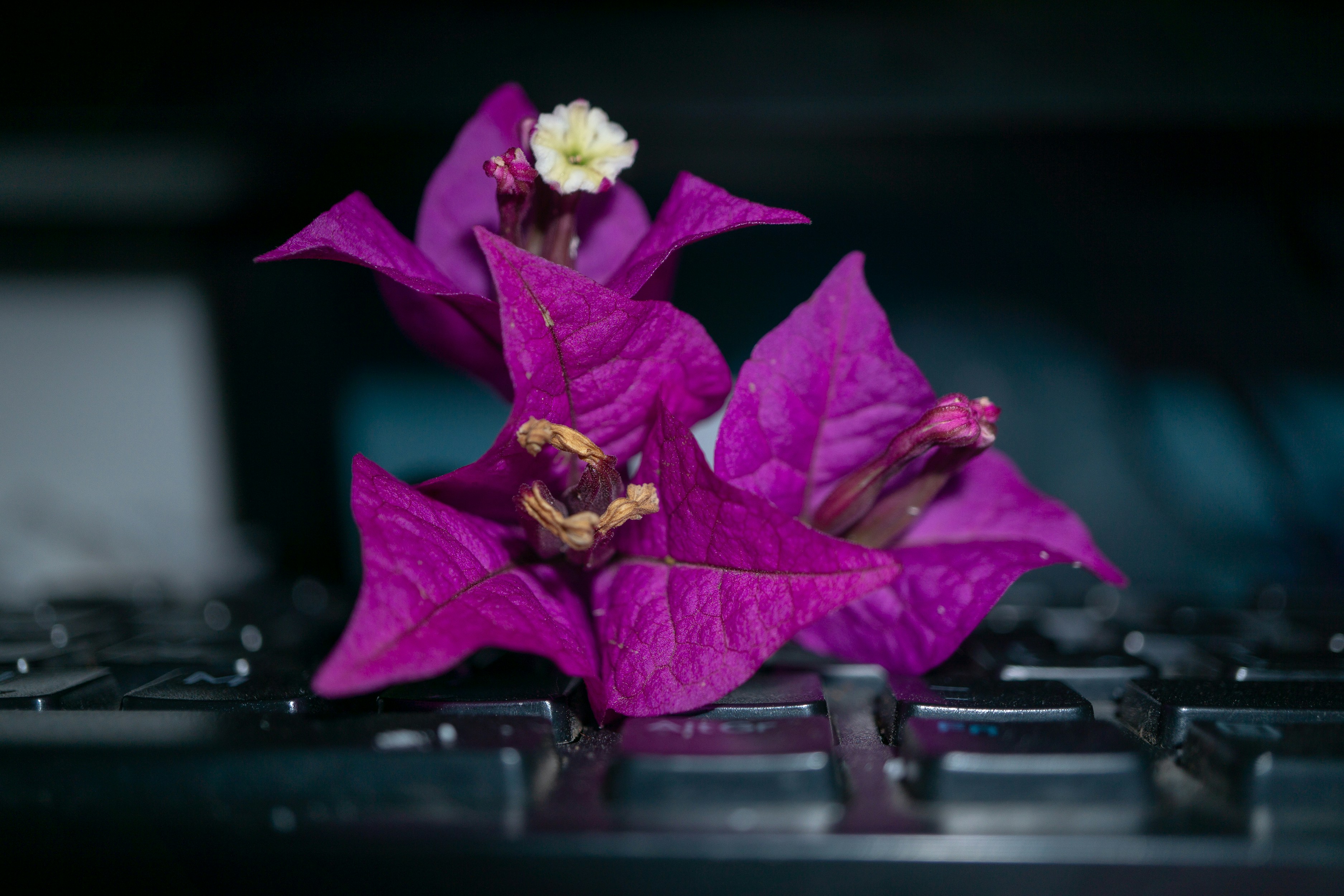 A purple flower sitting on top of a computer keyboard photo – Free San ...