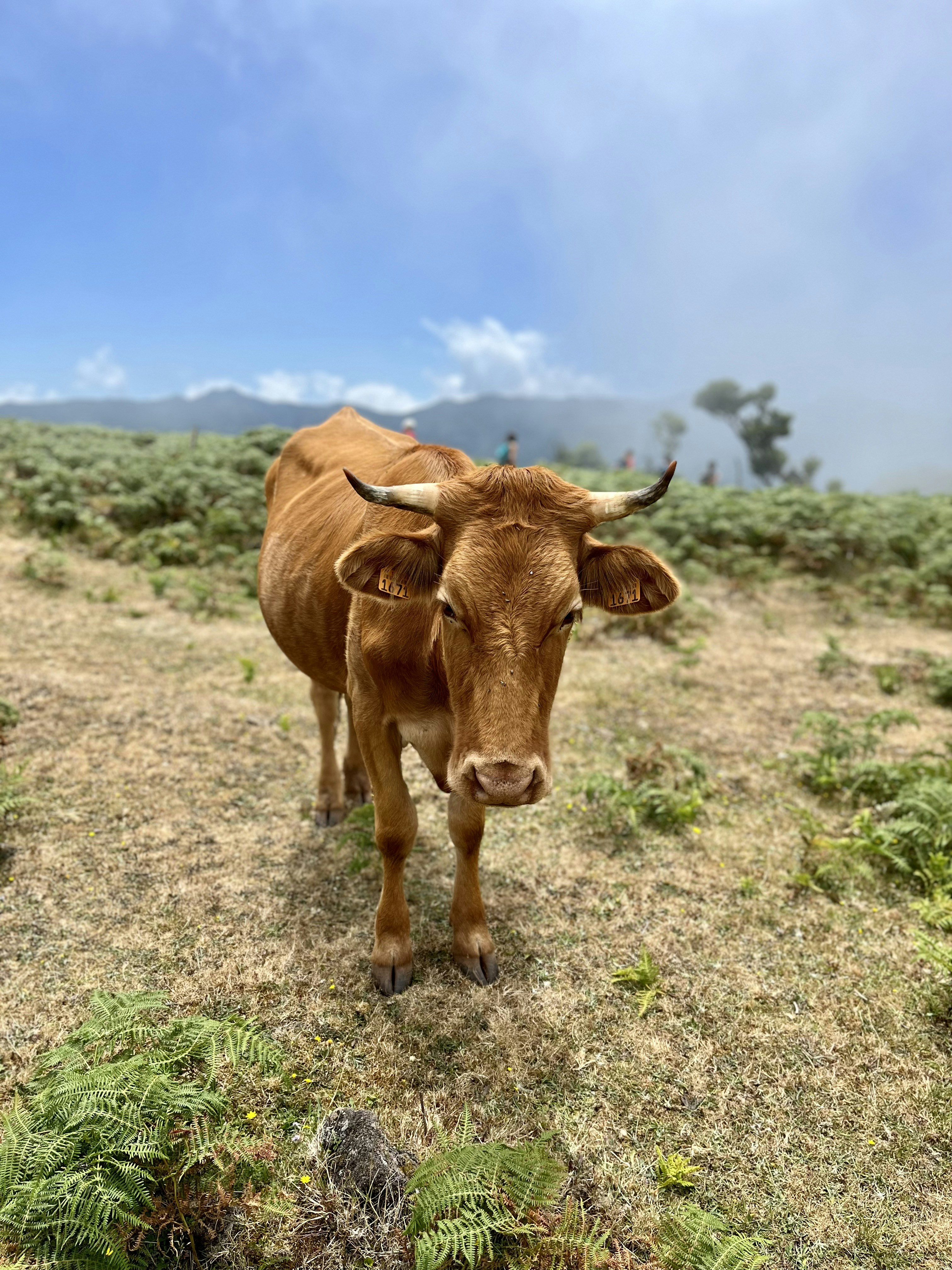 A Curious Encounter on the Hillside