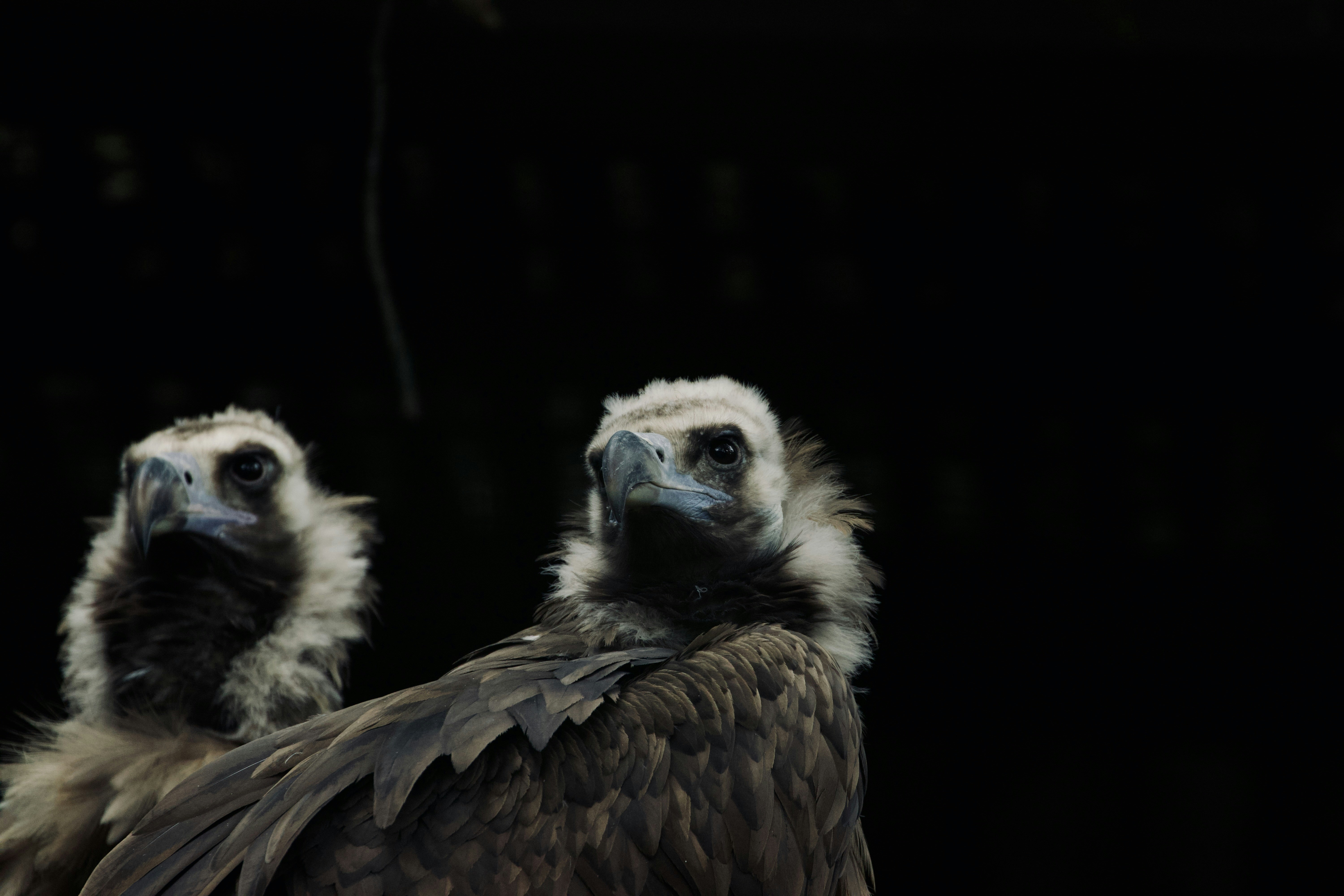 Two large vultures standing next to each other photo – Free Bird Image ...