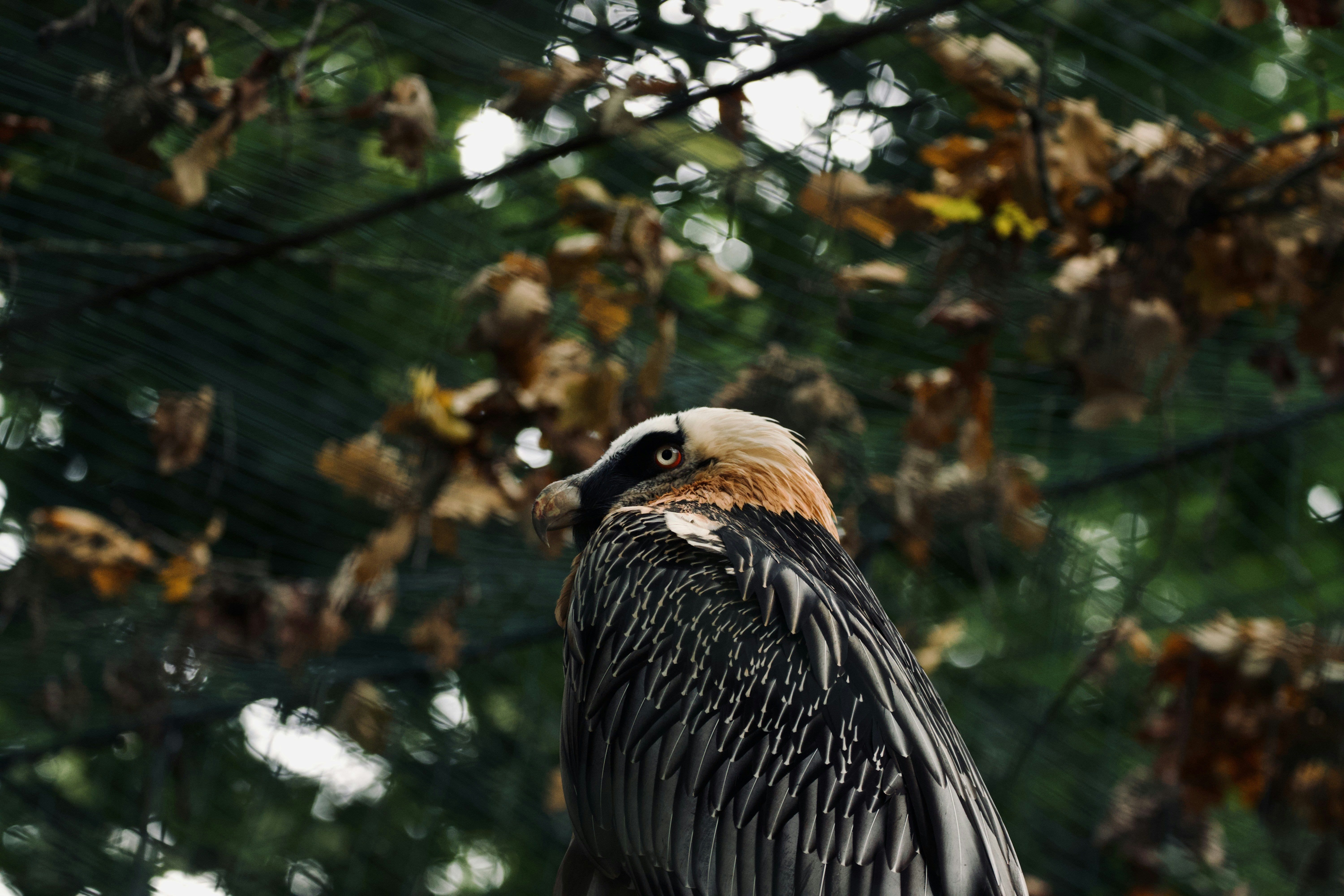 Beige-Headed Vulture Perches on Wires Amid Dappled Autumn Light