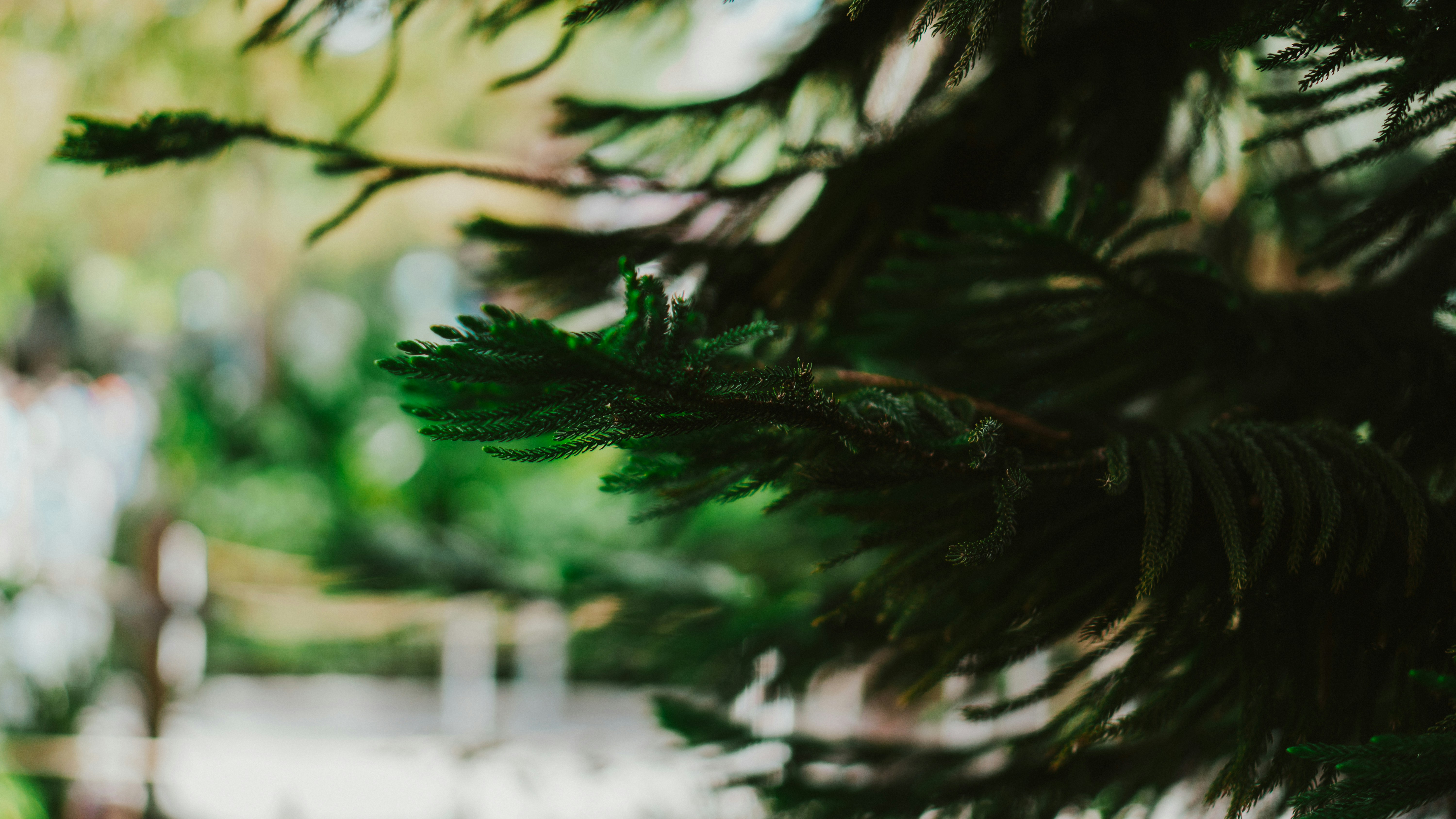 A close up of a pine tree branch photo – Free Creative Image on Unsplash