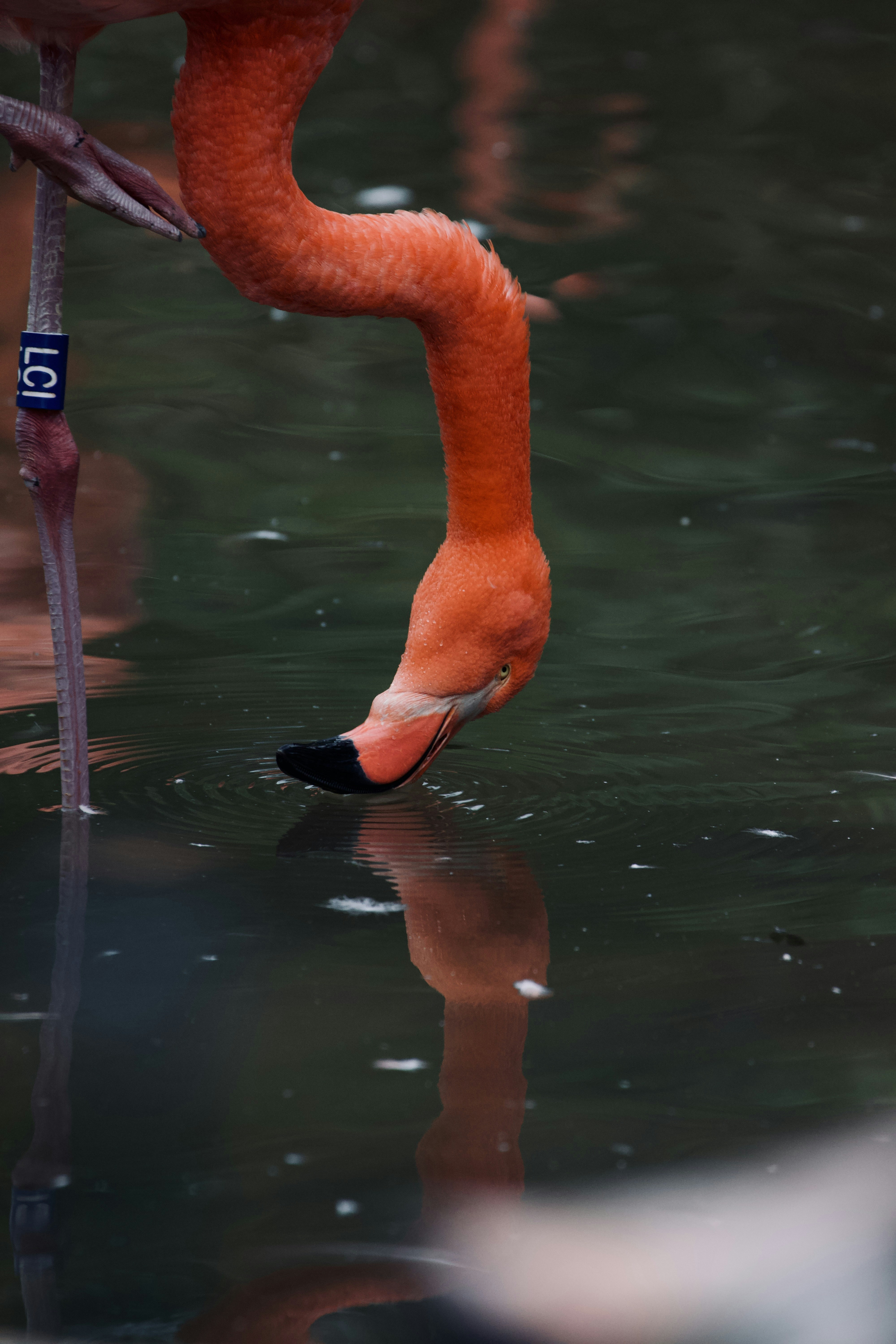 Orange Flamingo's S-Curve Dipping Into Still Water