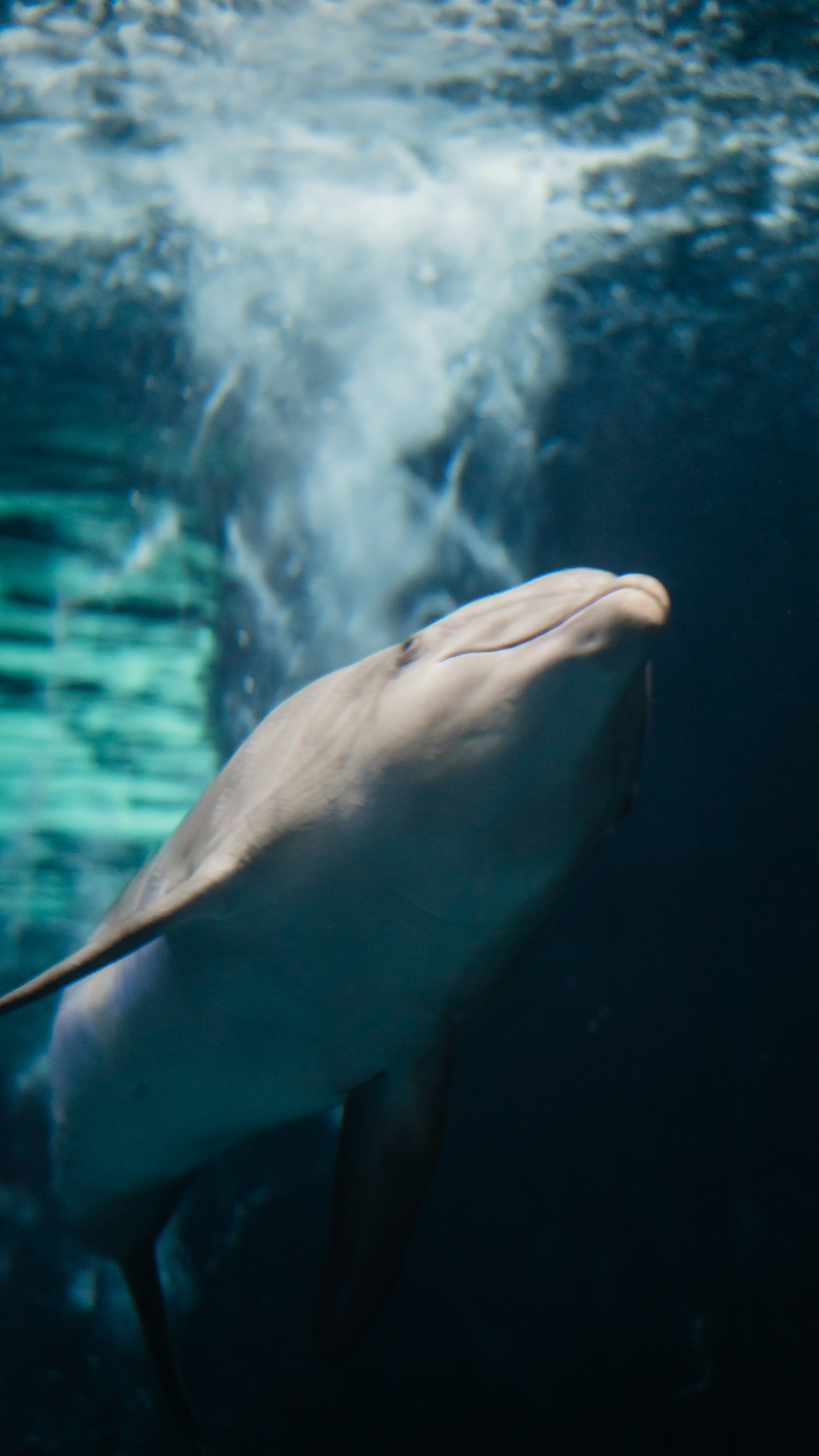 A dolphin swimming in the water with its mouth open photo – Free Epcot ...