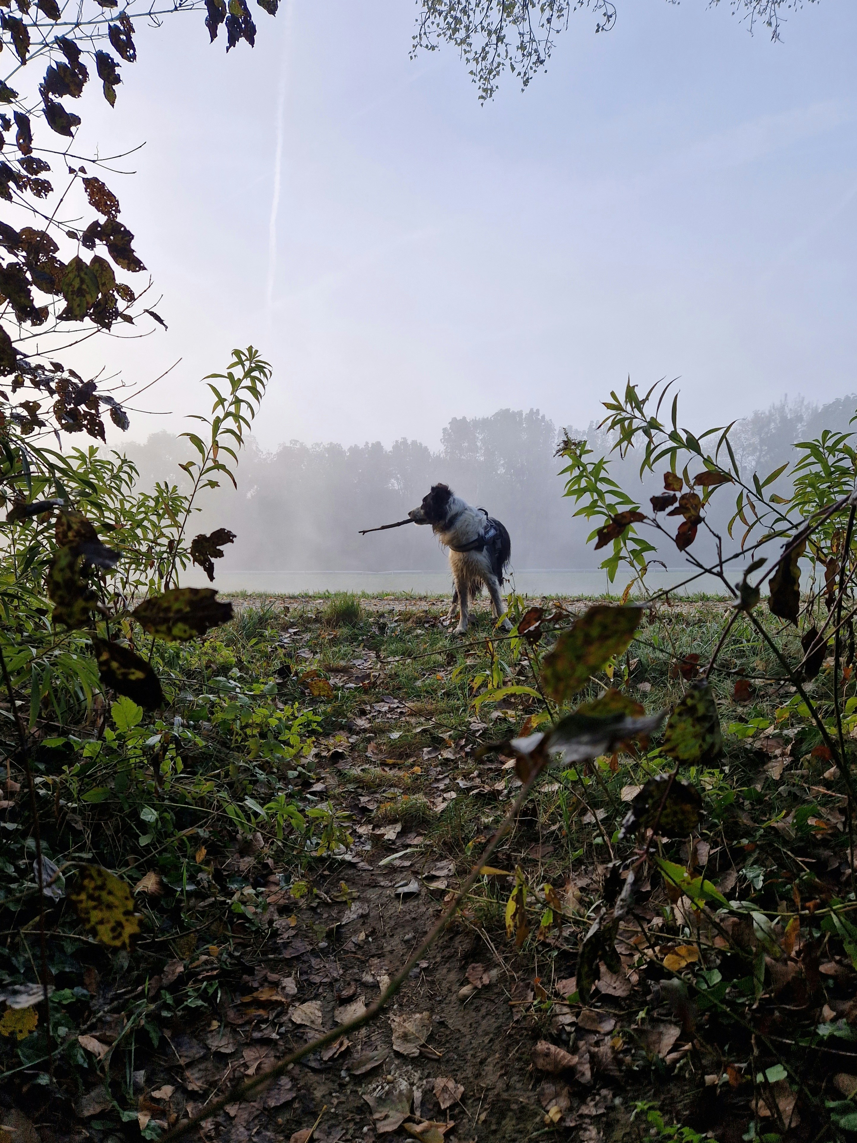 Dog in a misty field: a quiet moment at dawn