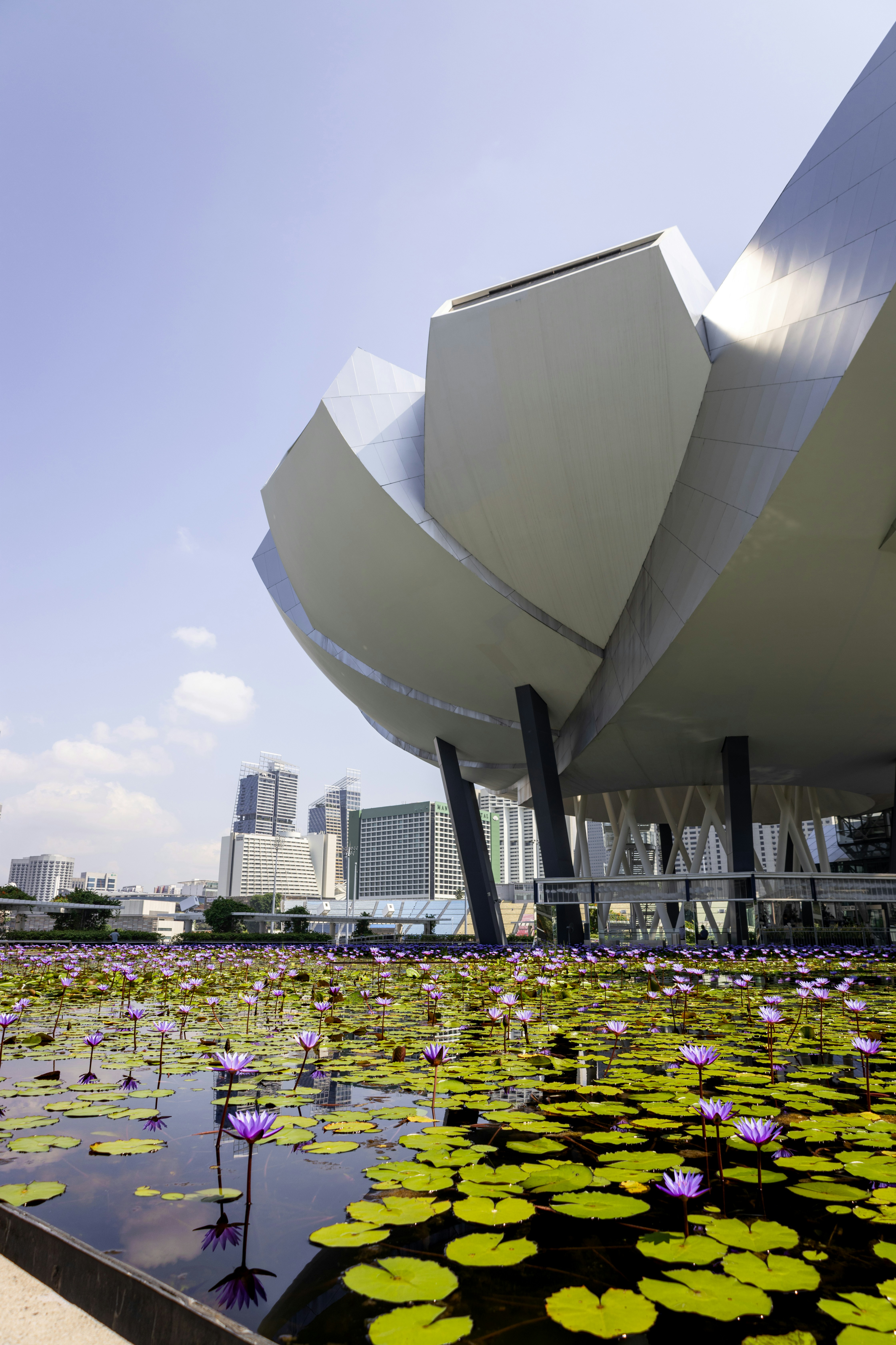 Petal-Front Architecture Over a Lily-Lined Pond