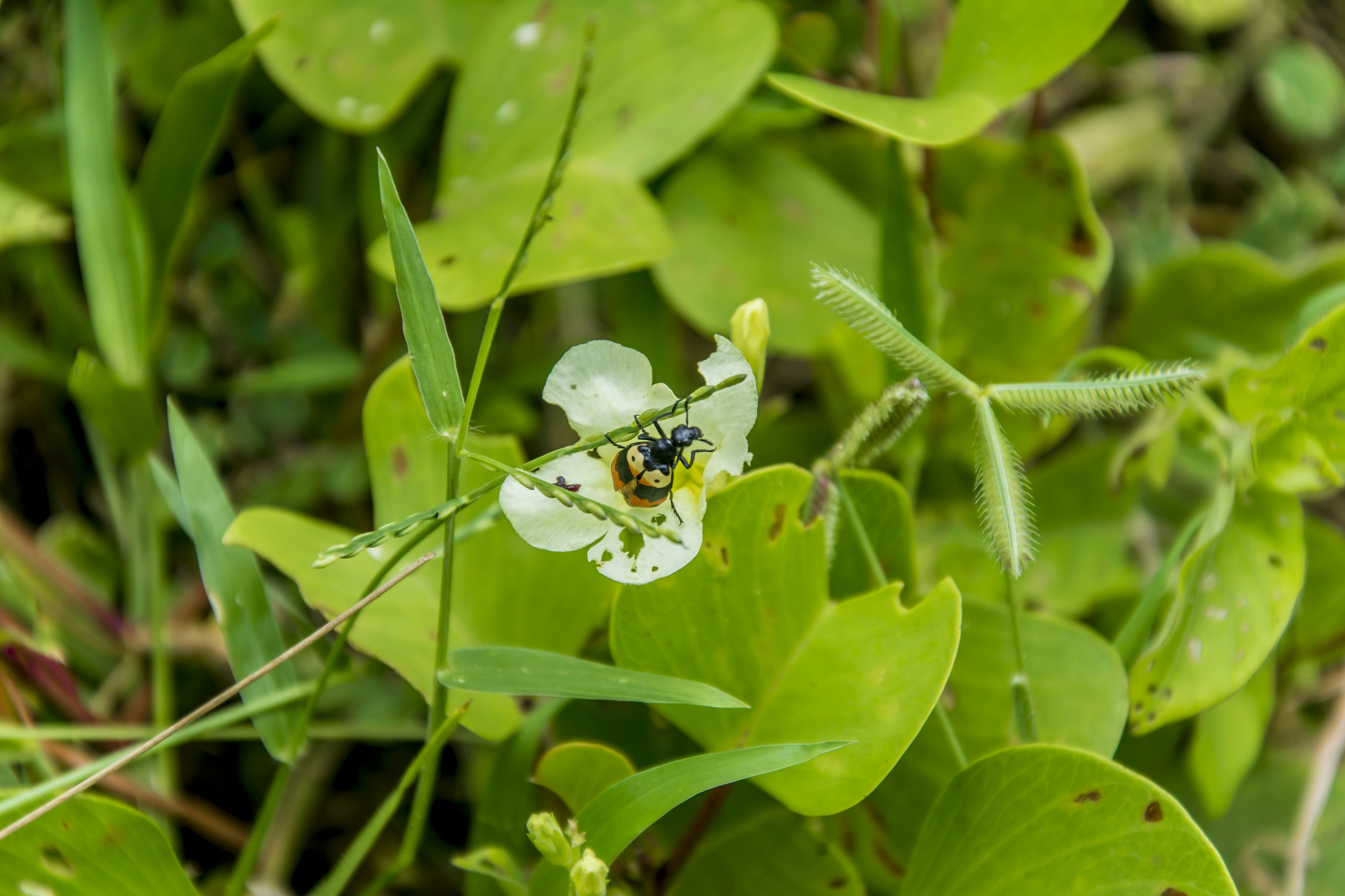 Micro Spotlight: A Tiny Bee on a White Bloom Amid Greenery