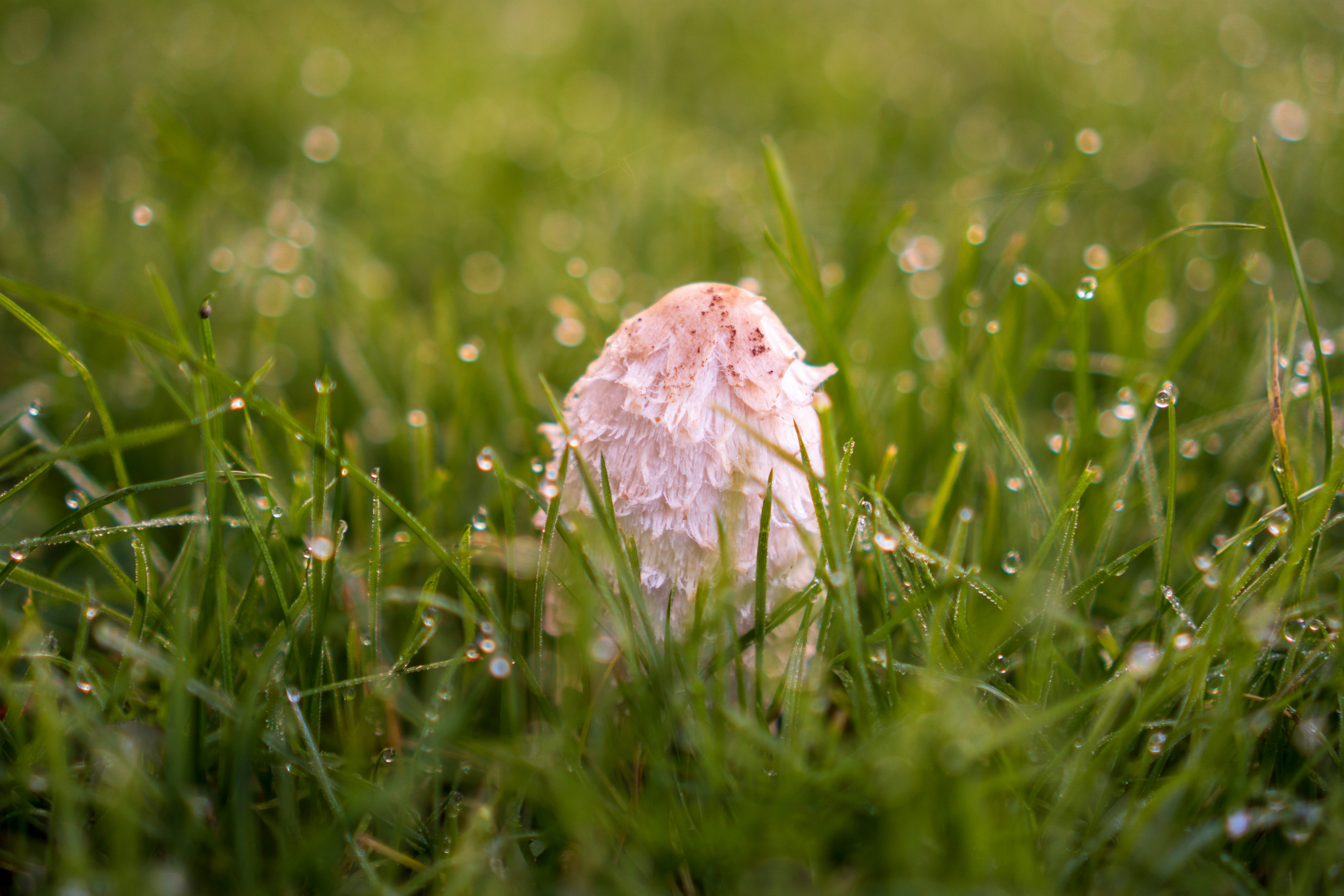 Mushroomcloud I | a close up of a mushroom in the grass