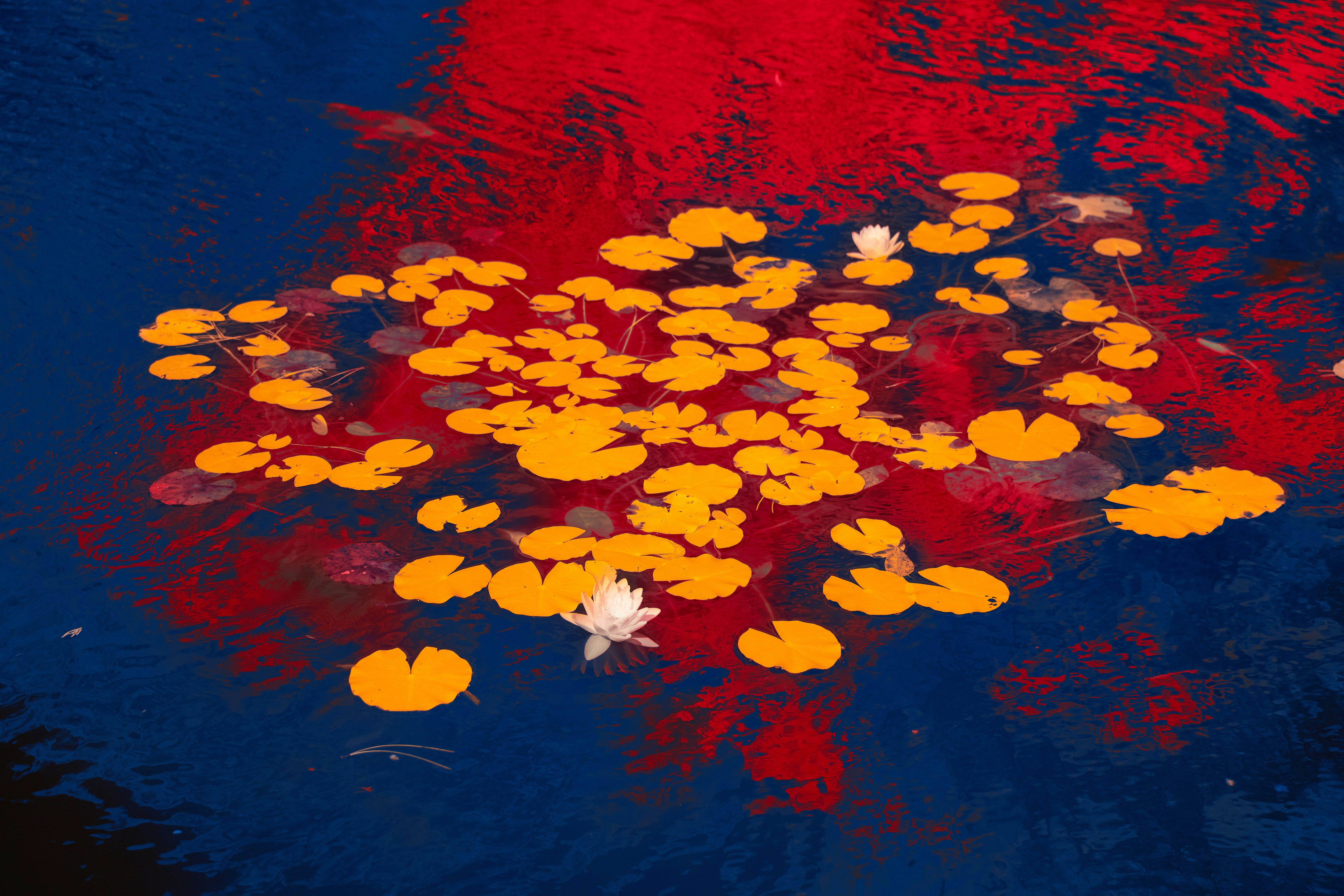Golden Lily Pads Drift Across Crimson-Blue Water