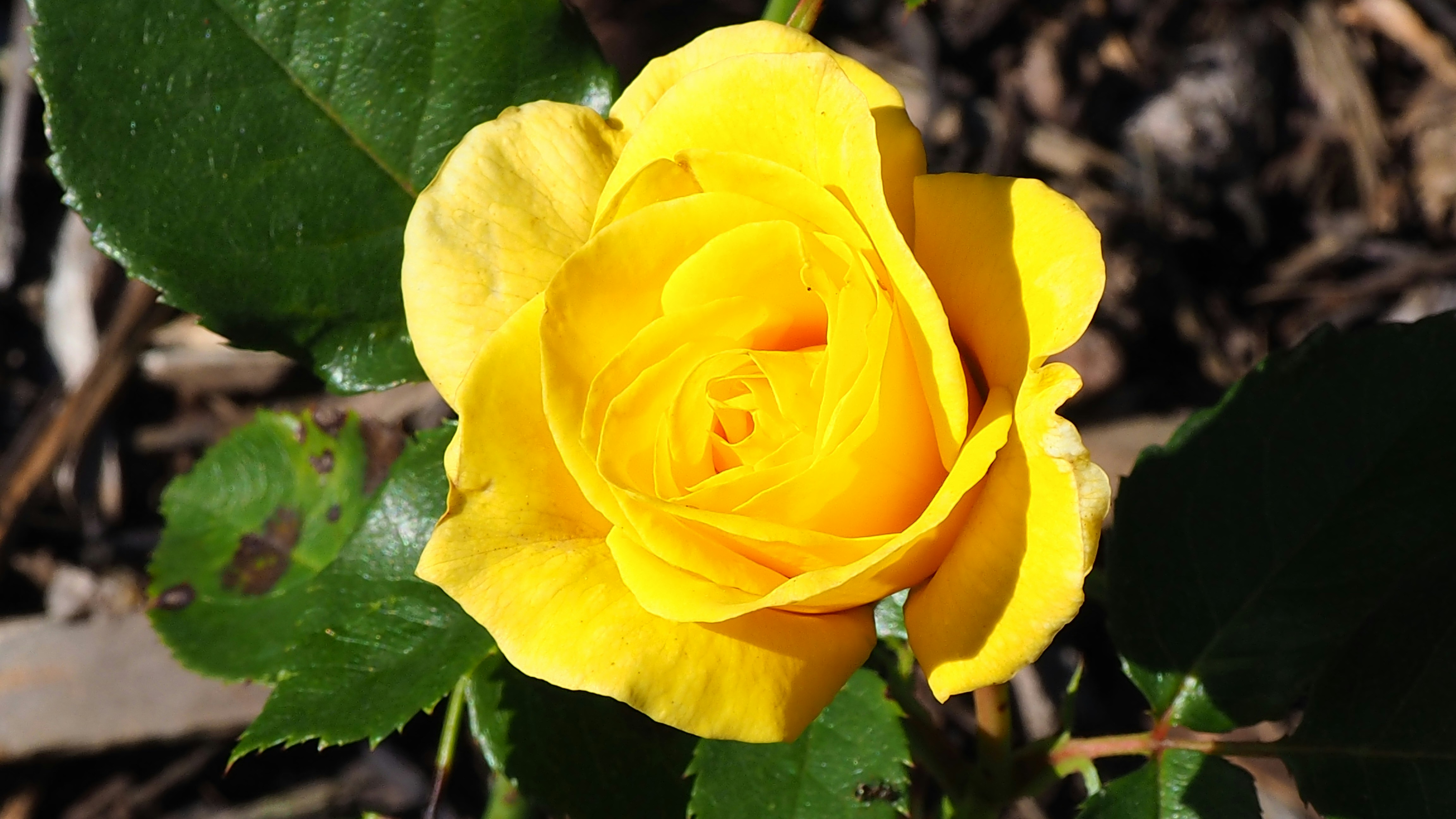 Golden Bloom in Sharp Focus: A Yellow Rose in Sunlit Ground