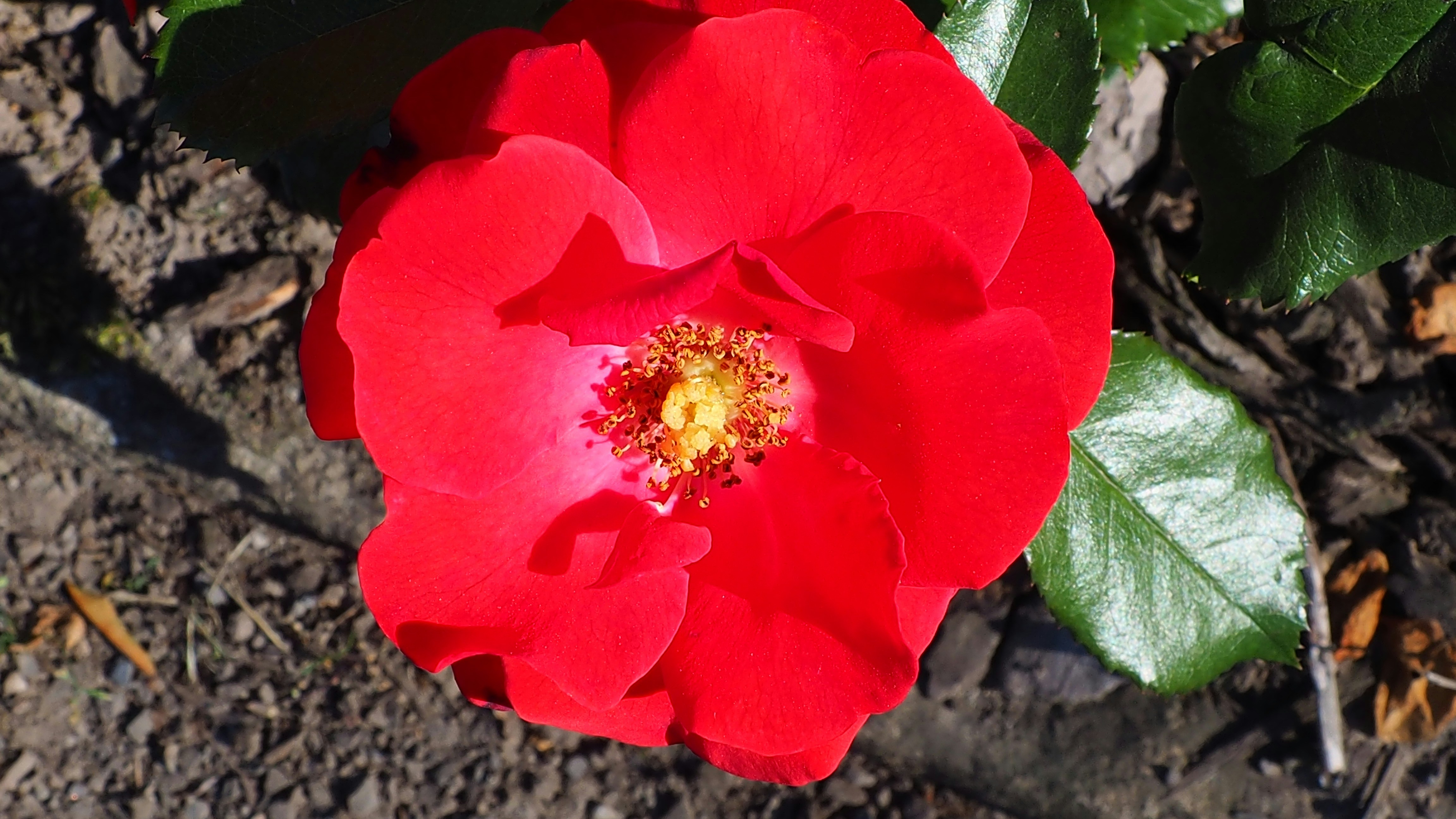 A close up of a red flower on the ground photo – Free Essen Image on ...