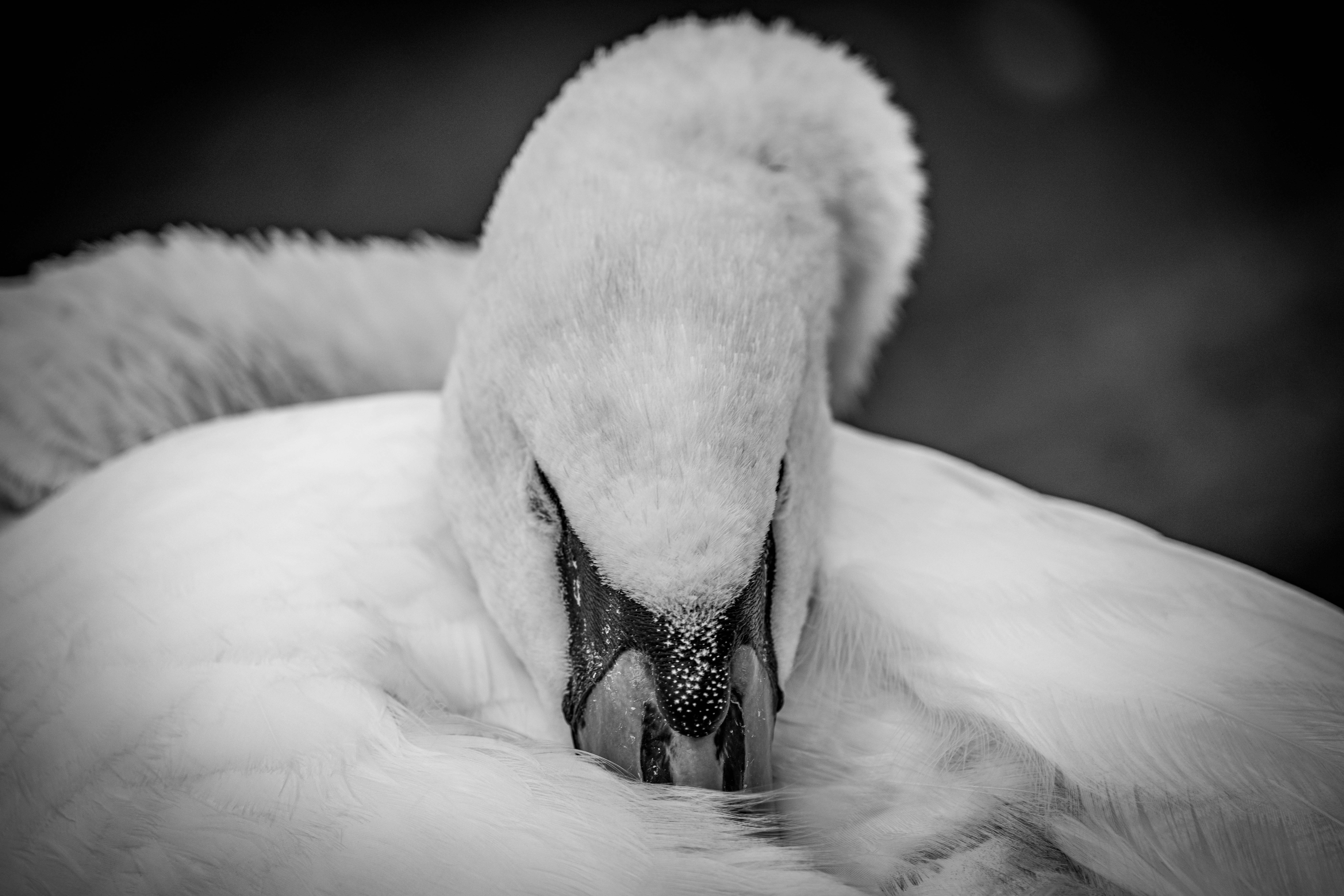 Mid-Air Focus: A contemplative close-up of a swan's beak dipping below the feathers