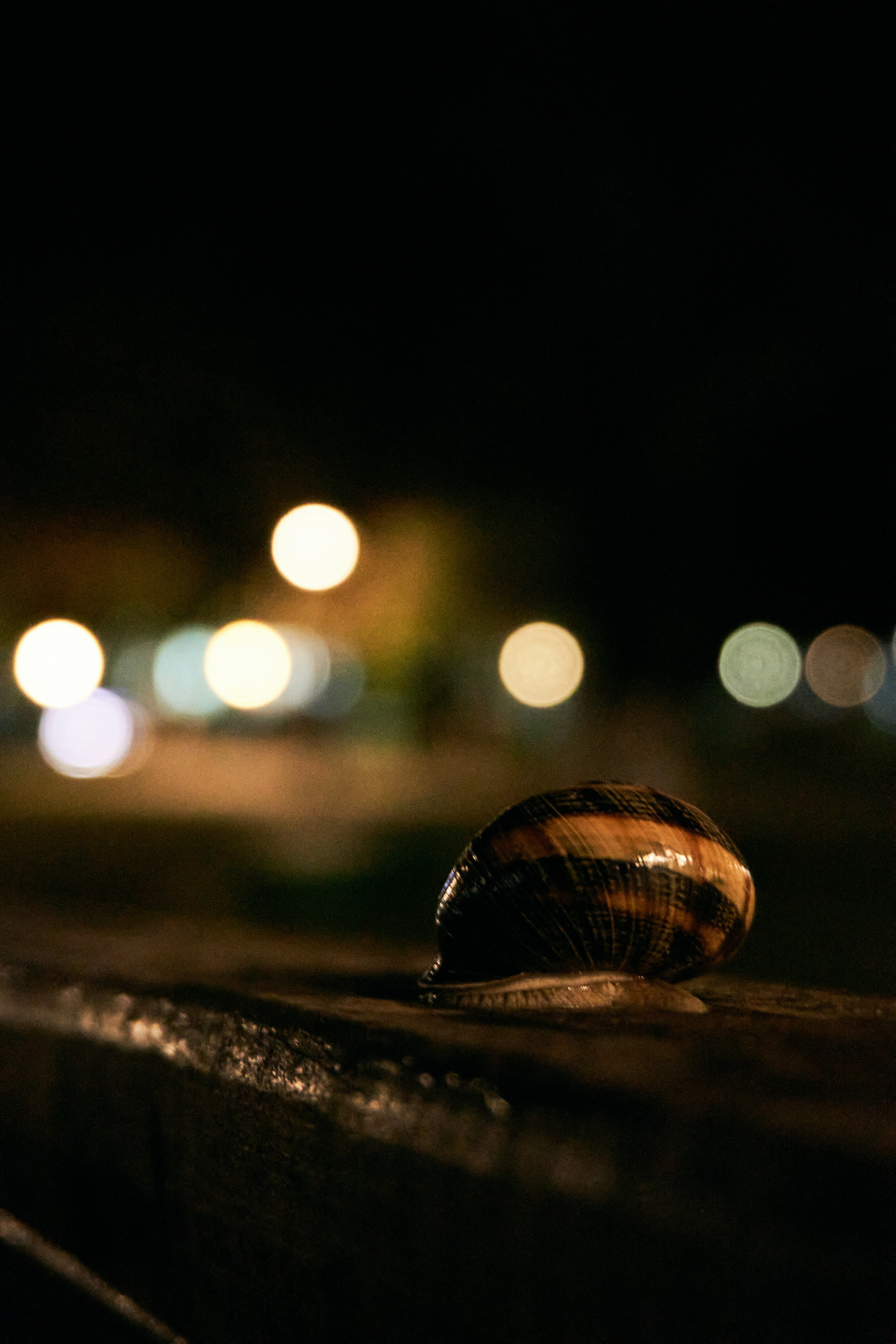 Lone Seashell on a Night-Wet Rail, Framed by City Light Orbs