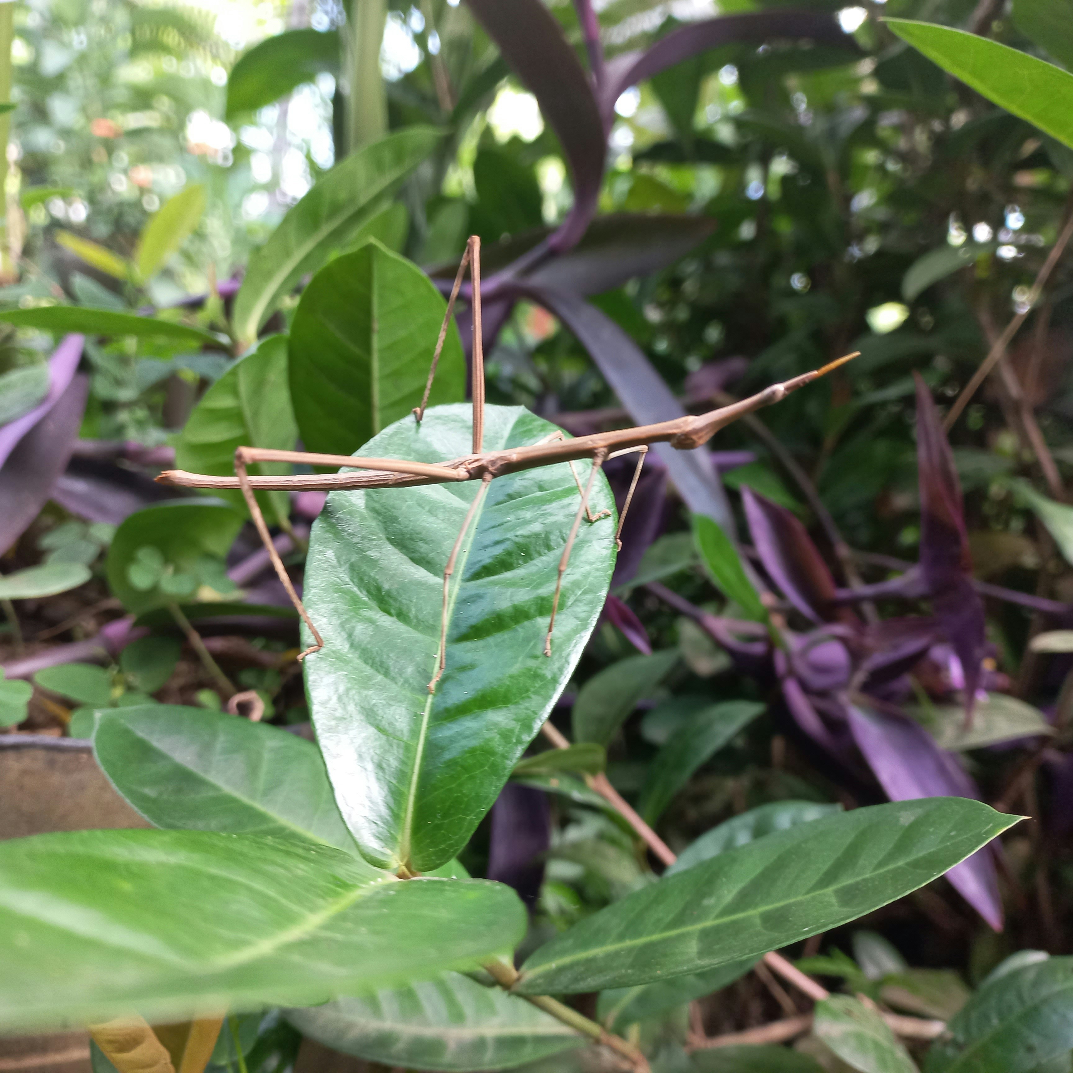A close up of a leaf with a stick sticking out of it photo – Free ...