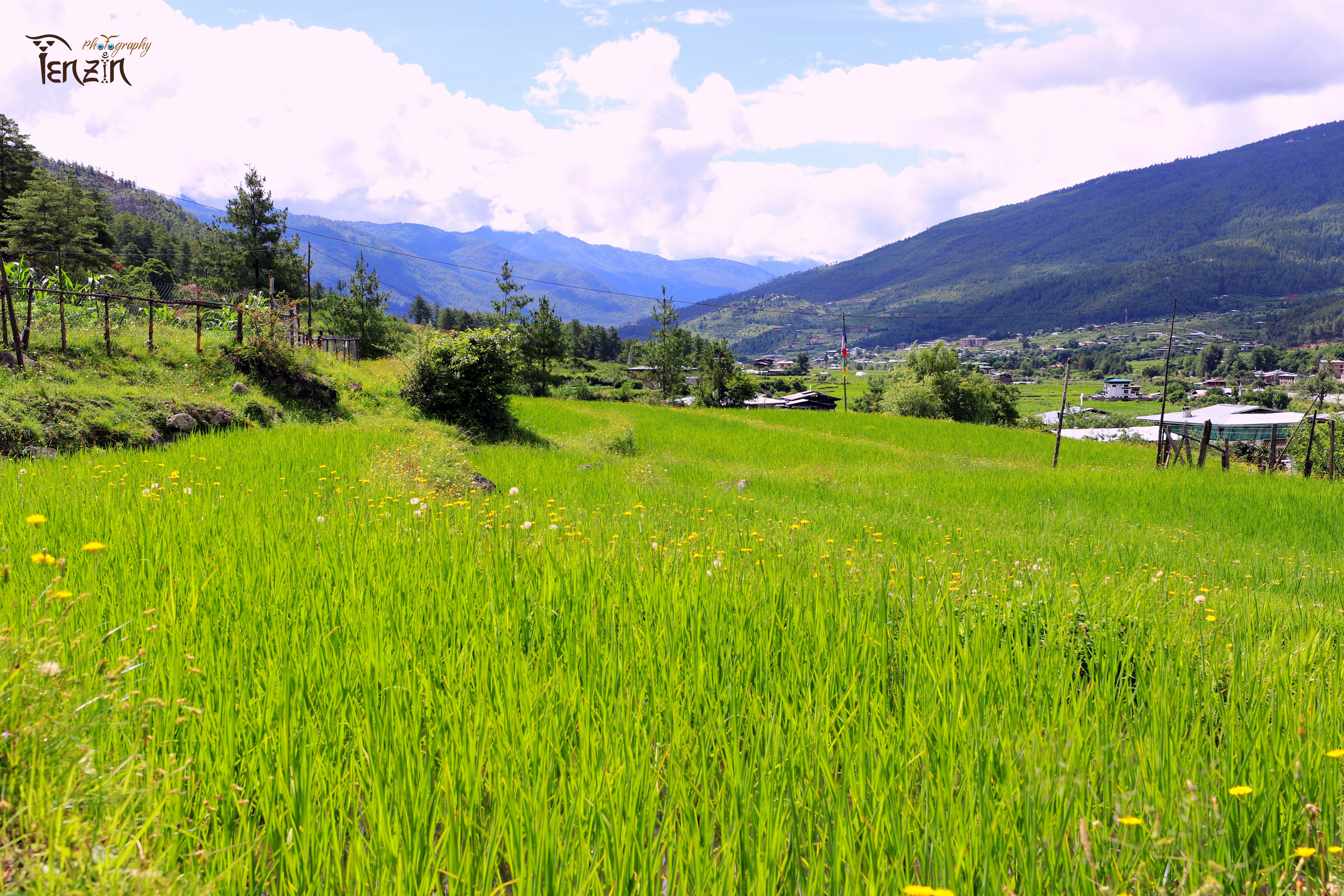 Verdant Valley Choir: Rows of Grass Beneath a Mountain Wake