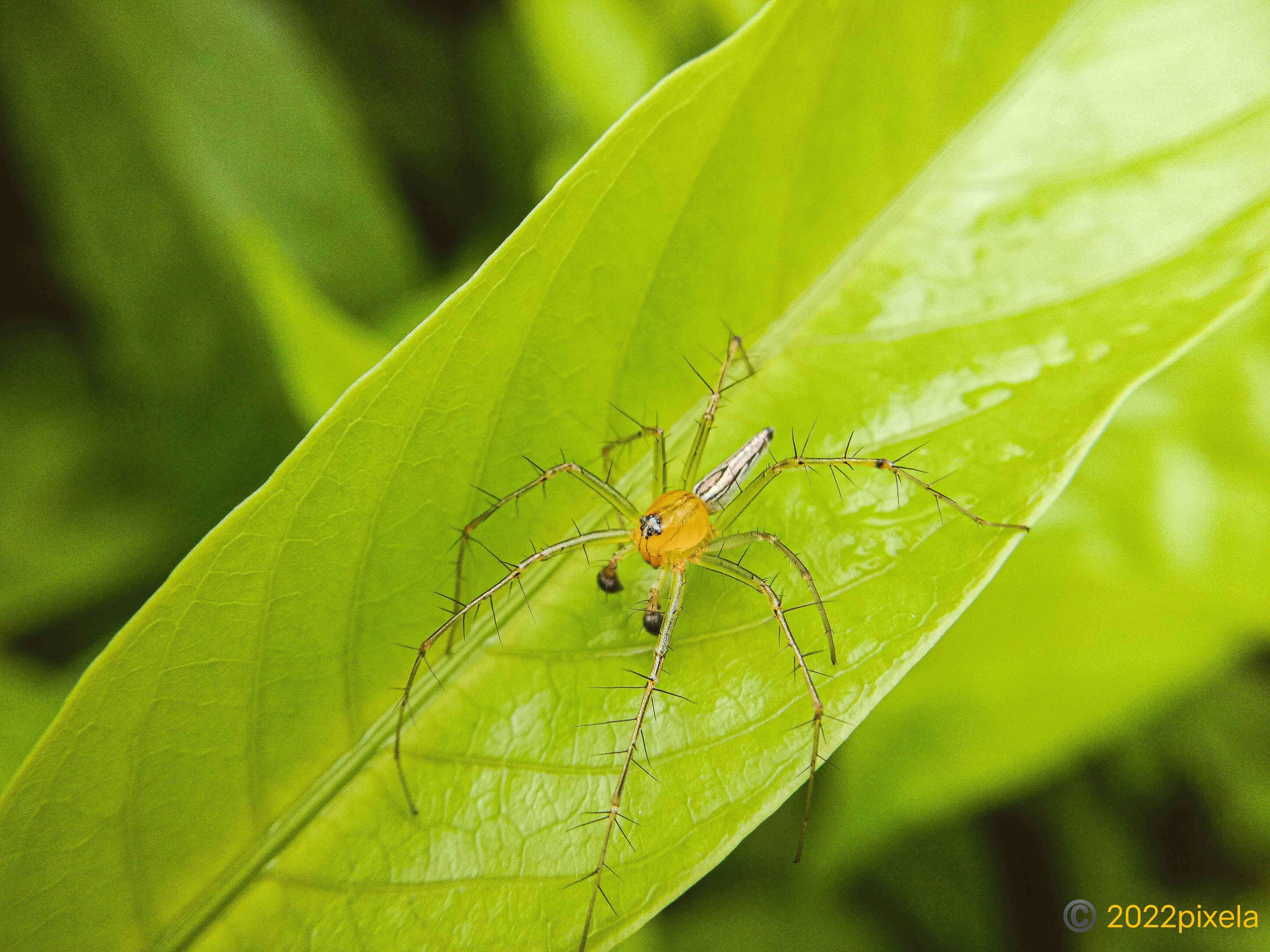 Spider perched on a vibrant green leaf, showcasing its delicate legs and intricate body pattern.