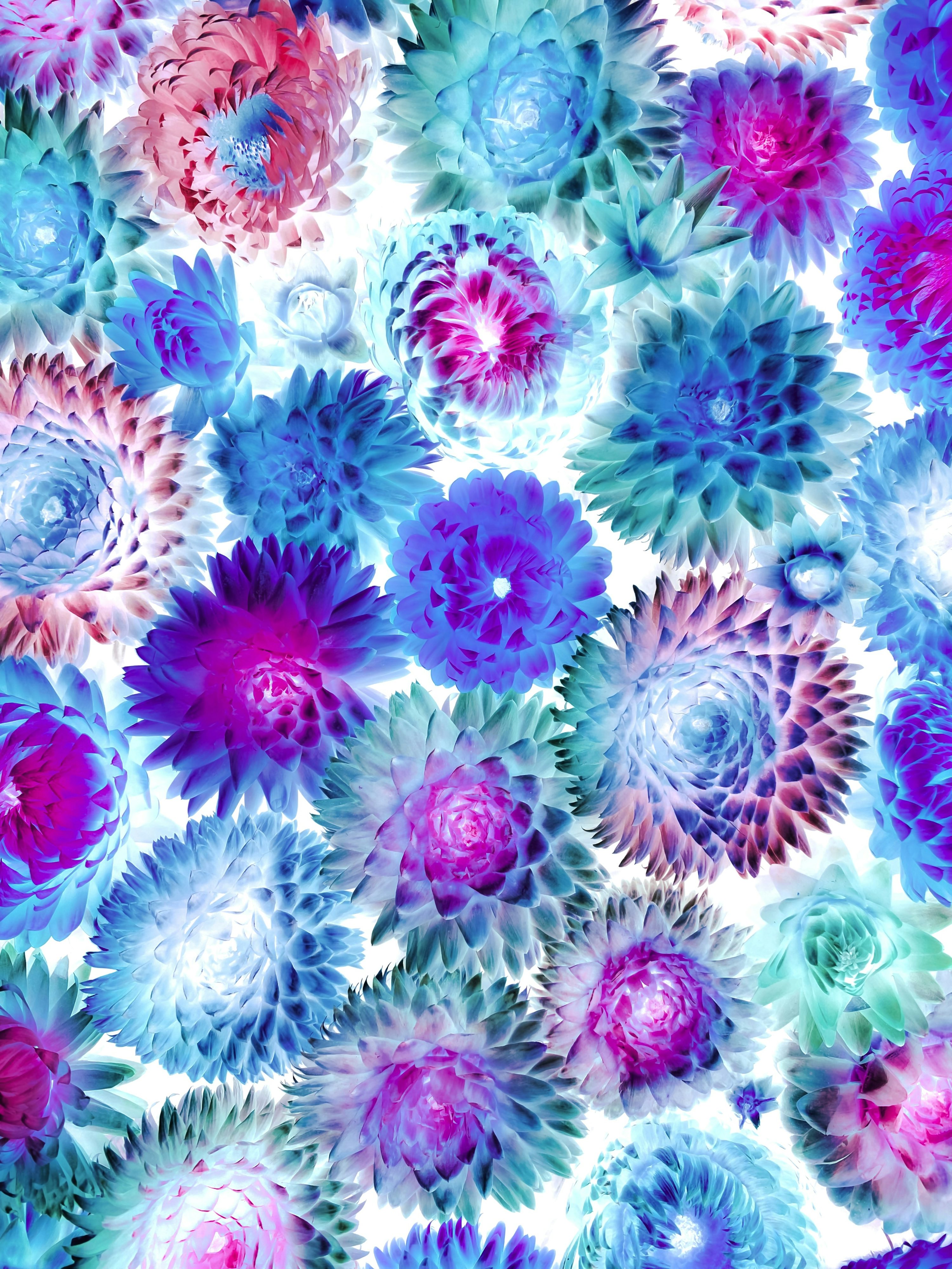 A bunch of different colored flowers on a white background photo – Free ... A bunch of different colored flowers on a white background photo – Free ...