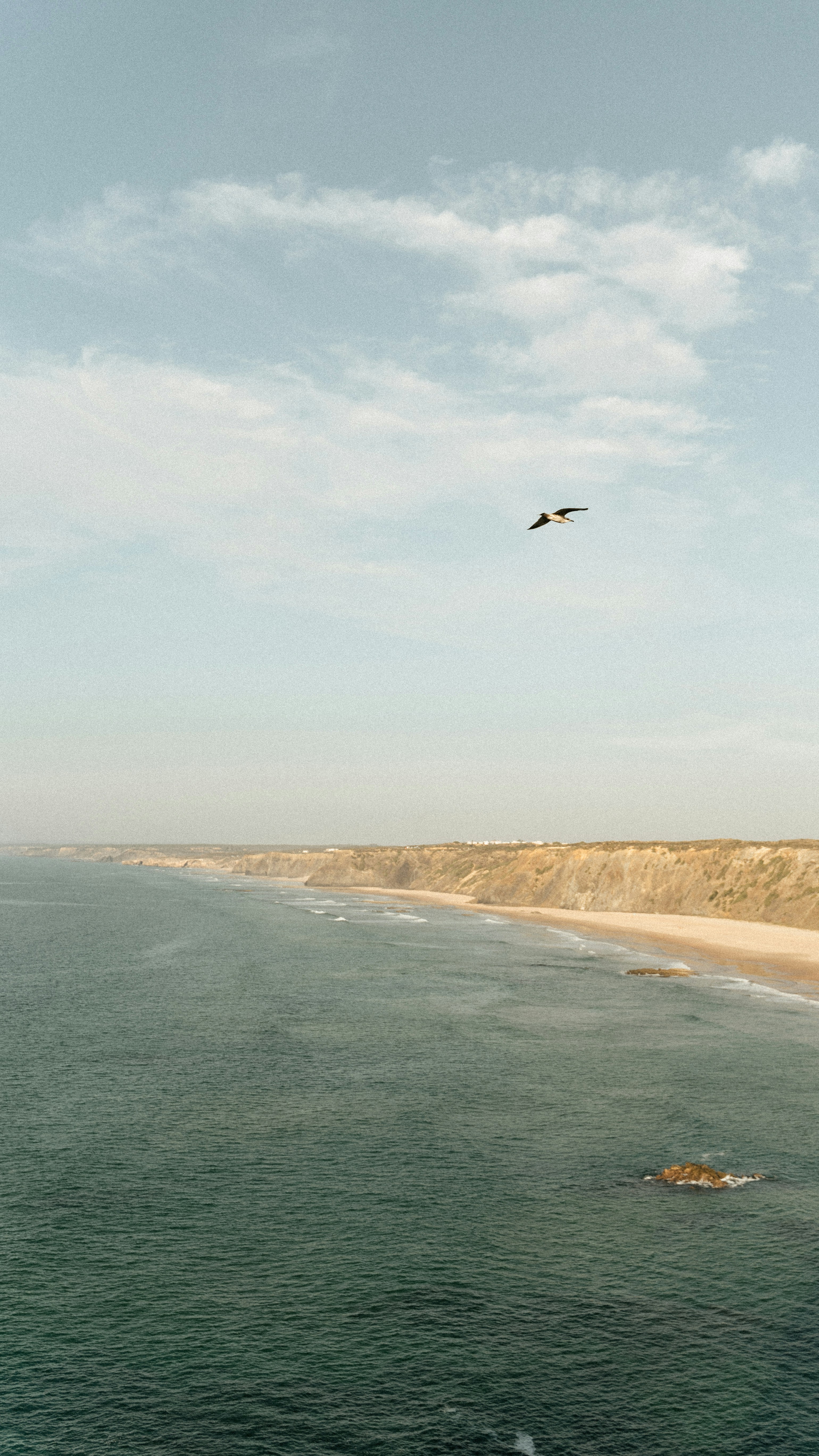 Lone Seabird Tracing a Pale Coastline Under a Quiet Sky
