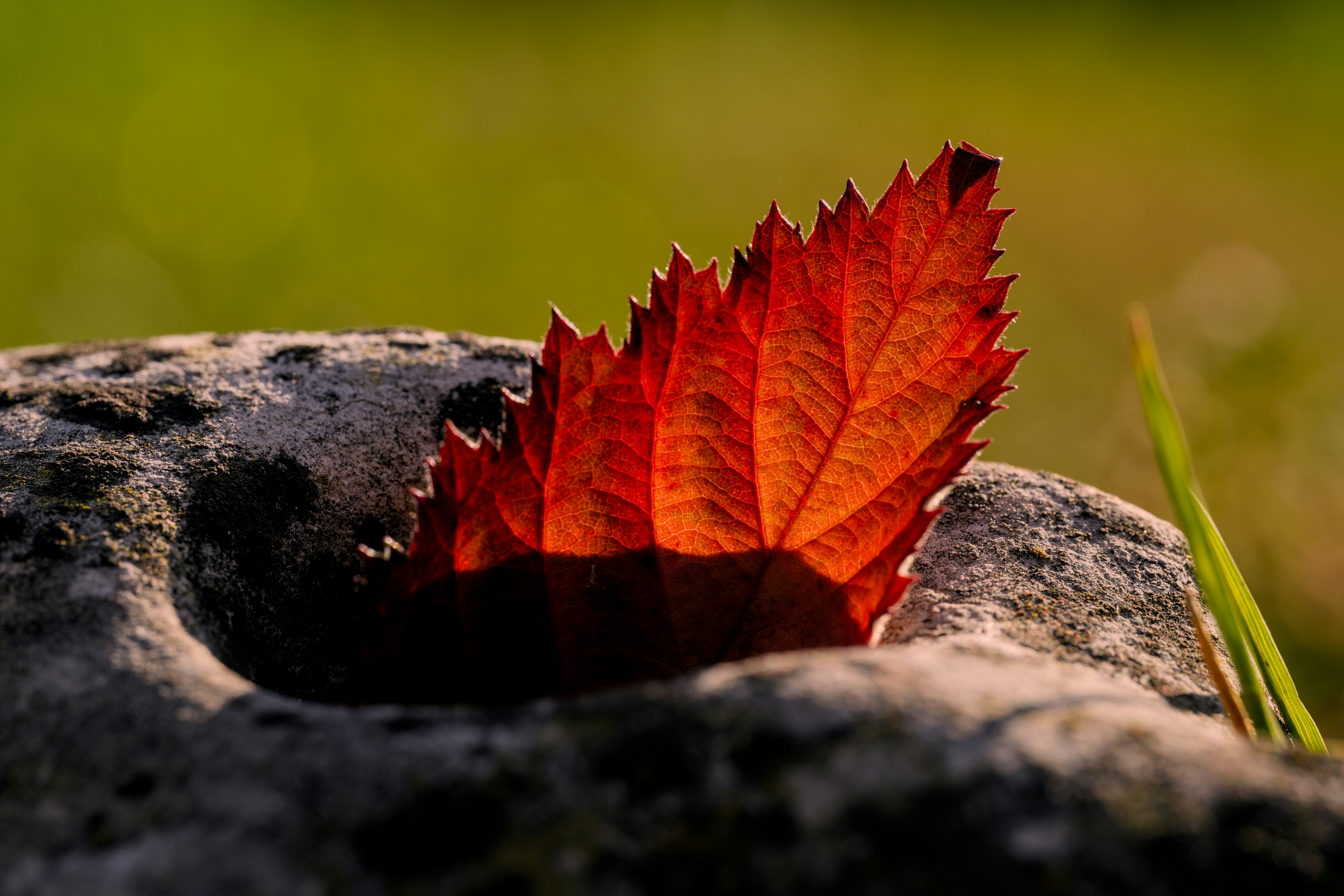 Red Leaf Framing a Weathered Stone Cup