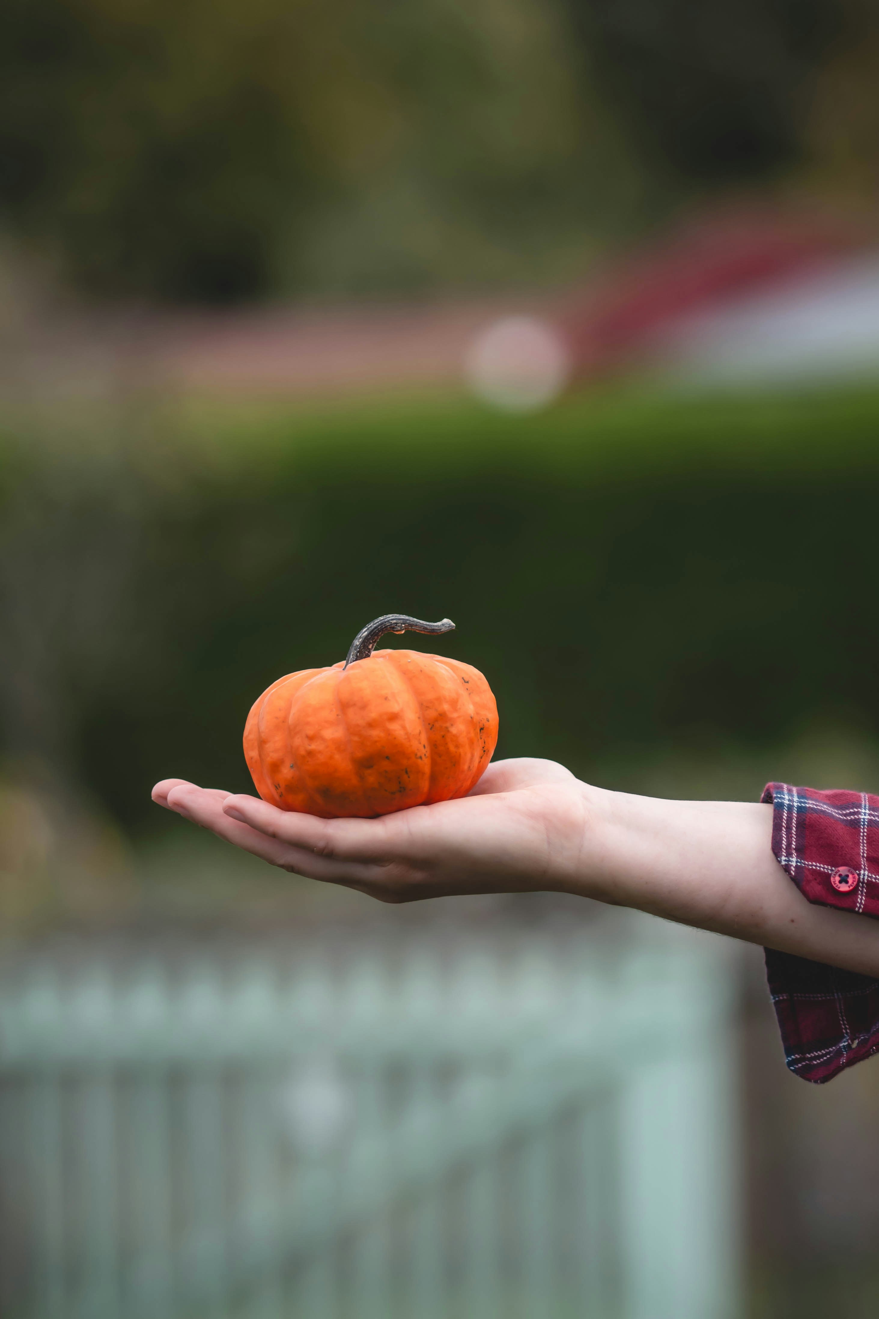 Pumpkin on a Palm: A Quiet Handful of Fall Light