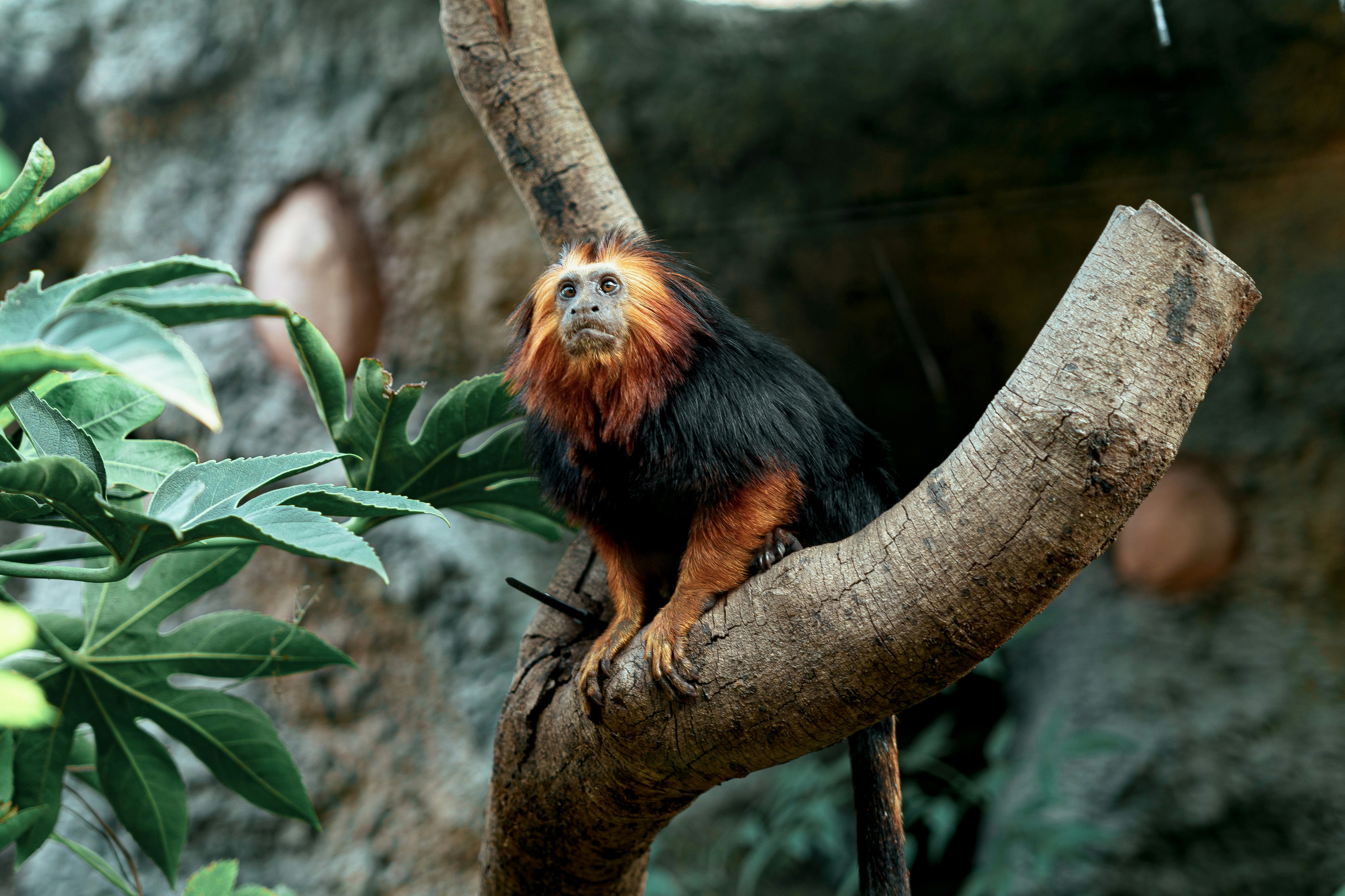 Golden lion tamarin sitting on a tree branch surrounded by lush green leaves.