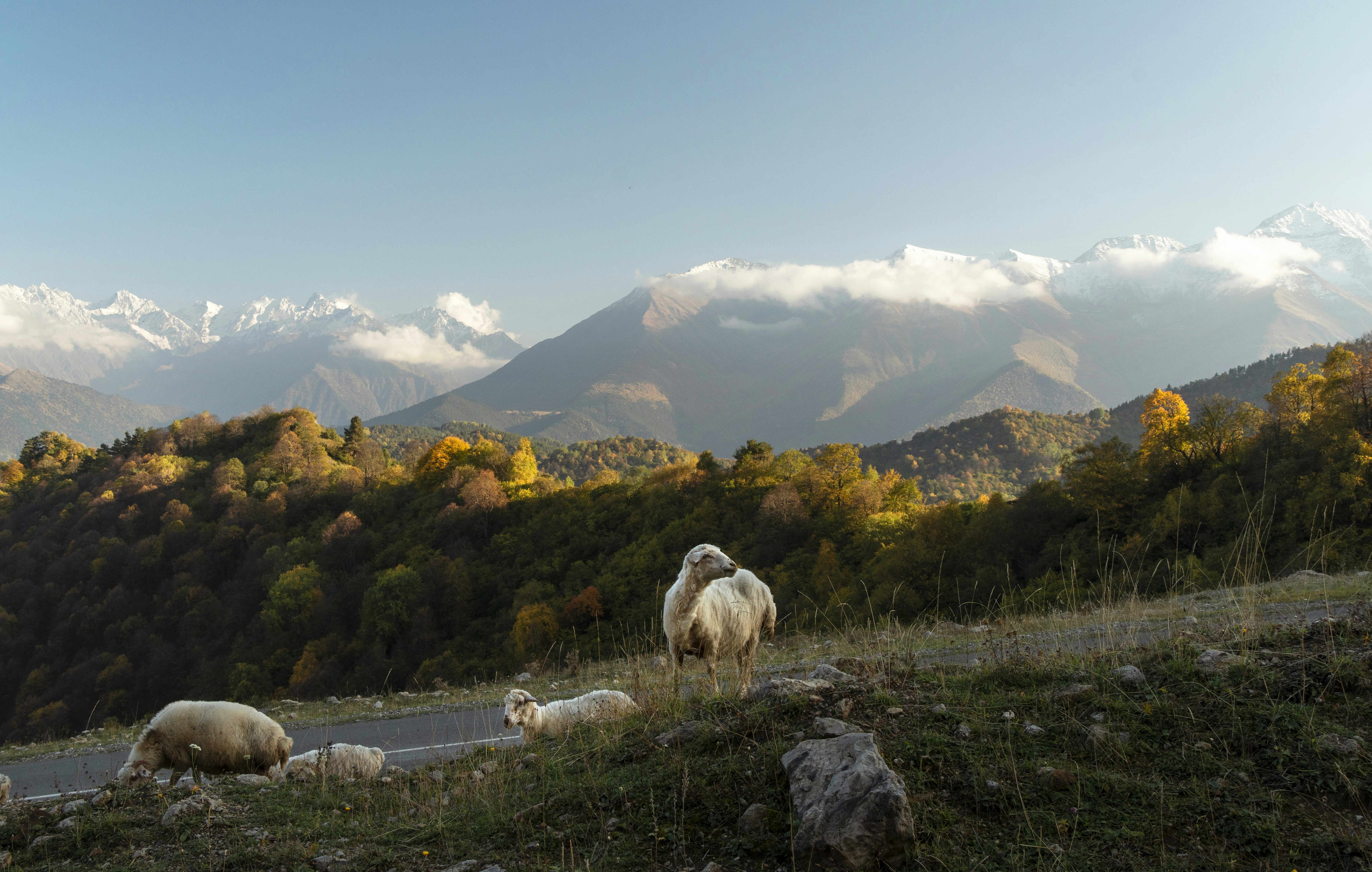 Herd at the Ridge: Sheep Beneath a Mountain Panorama