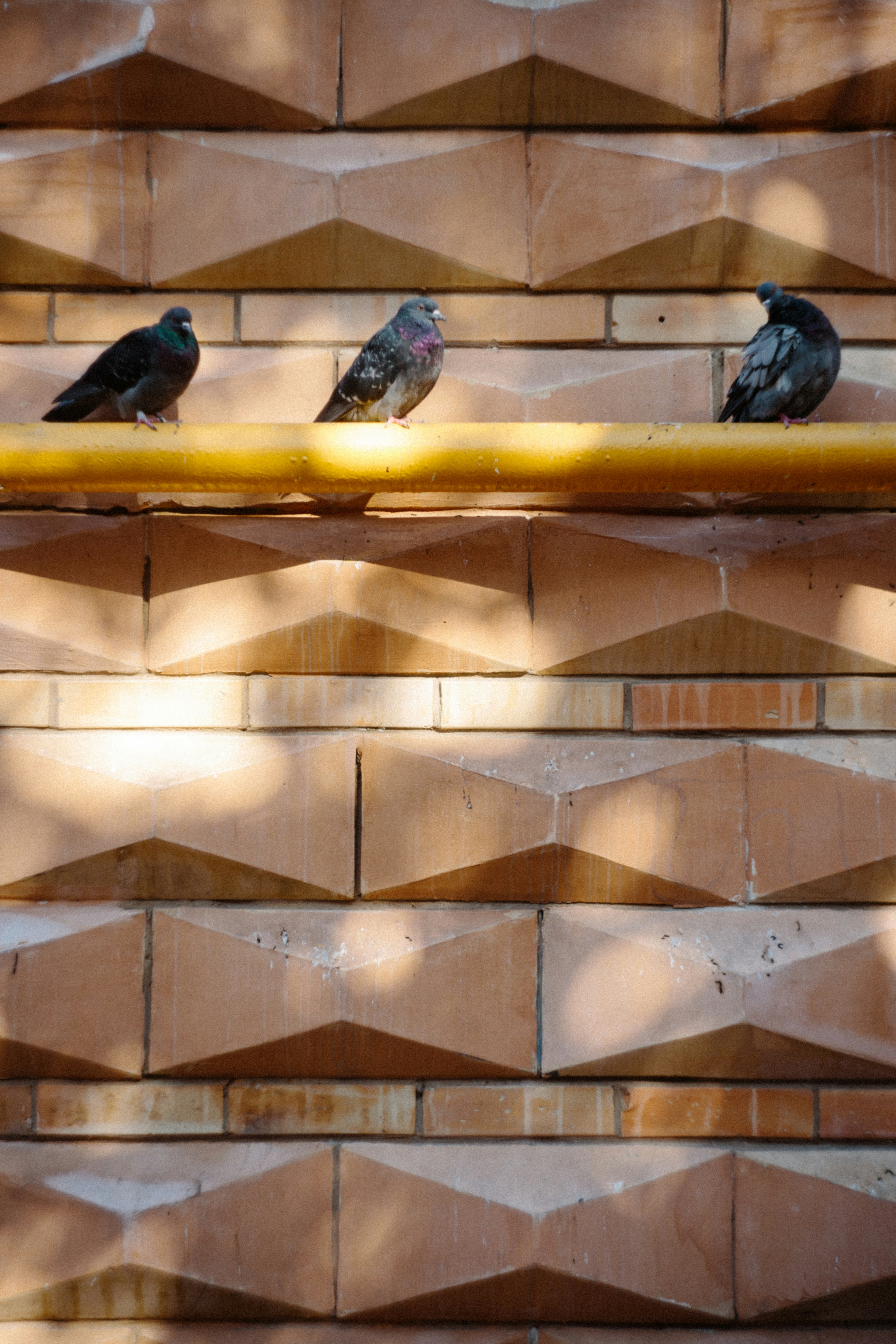 Triad on a Sunlit Pipe: Pigeons Against a Geometric Brick Backdrop
