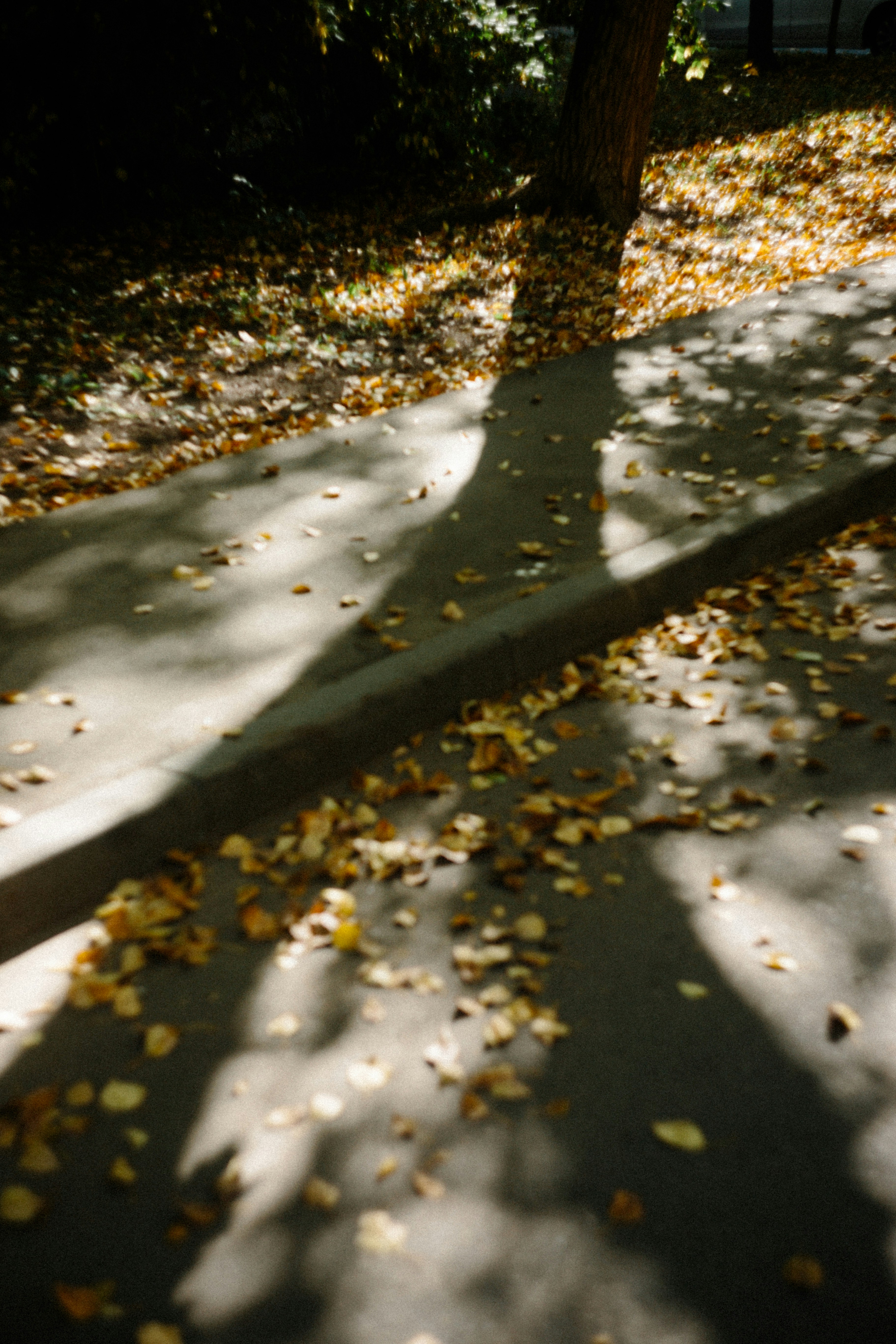 Shadow Quilt on a Leaf-Covered Sidewalk