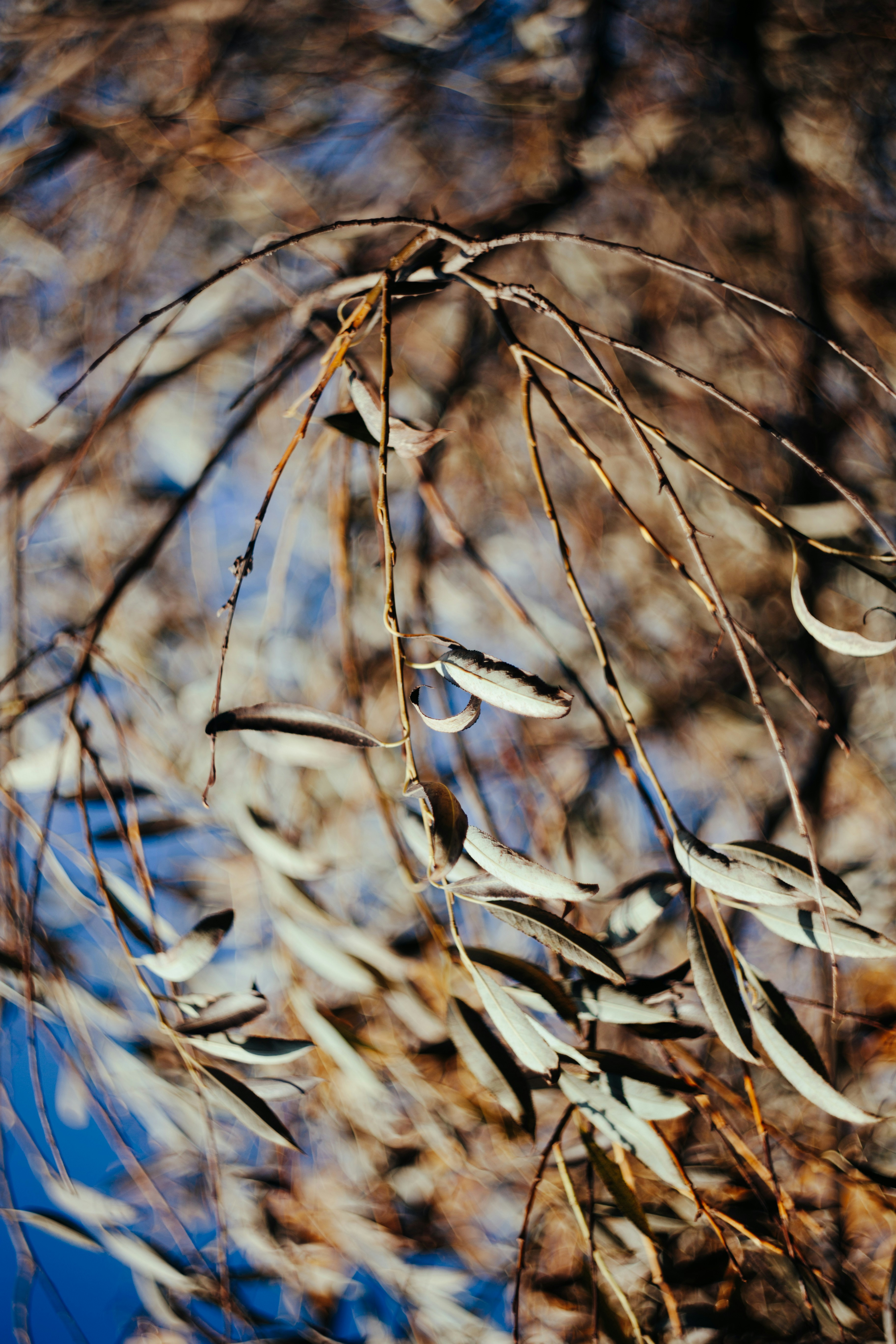 Arching Twig Chorus Against a Deep Blue Sky