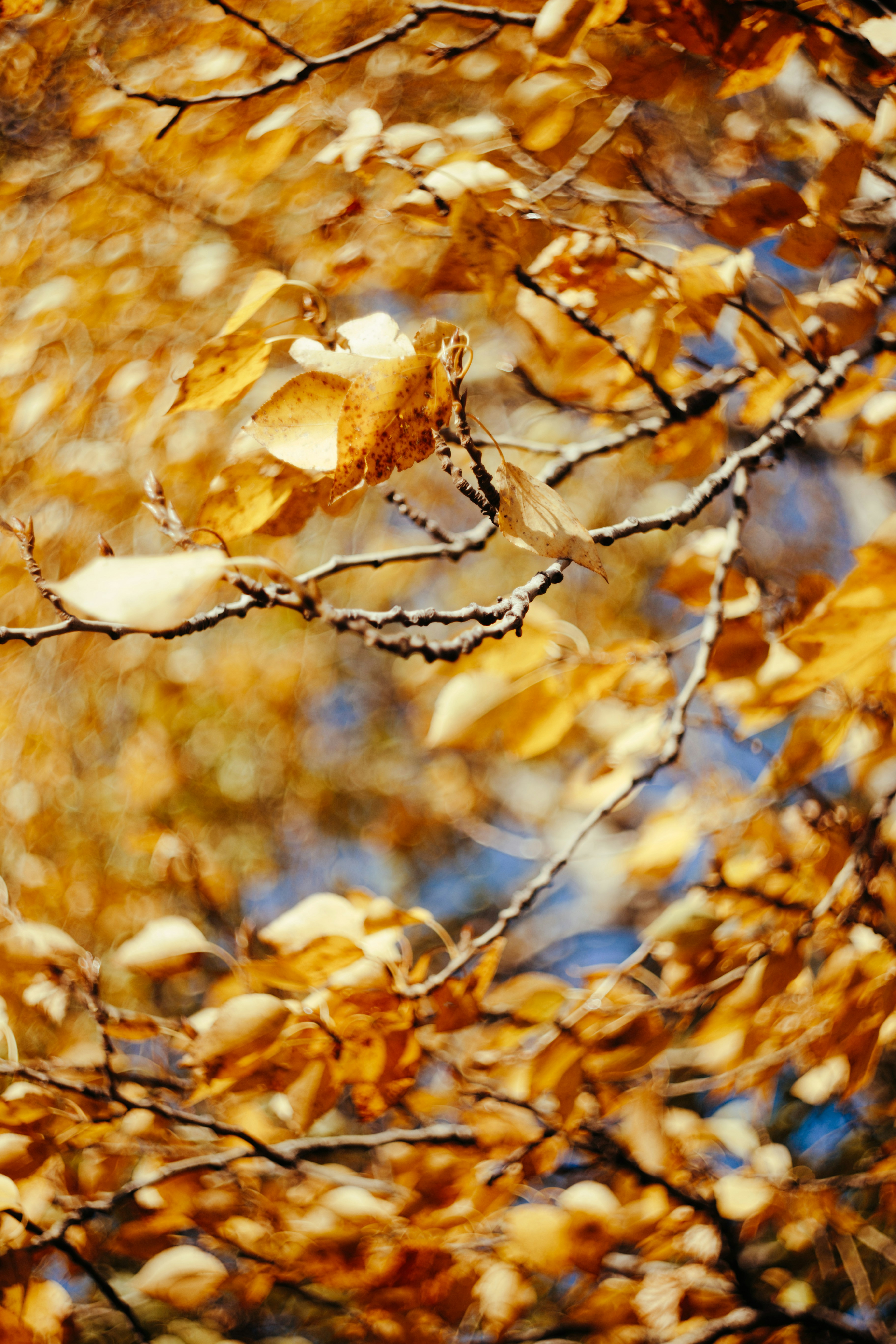 Whispers of Autumn: A Dance of Leaves