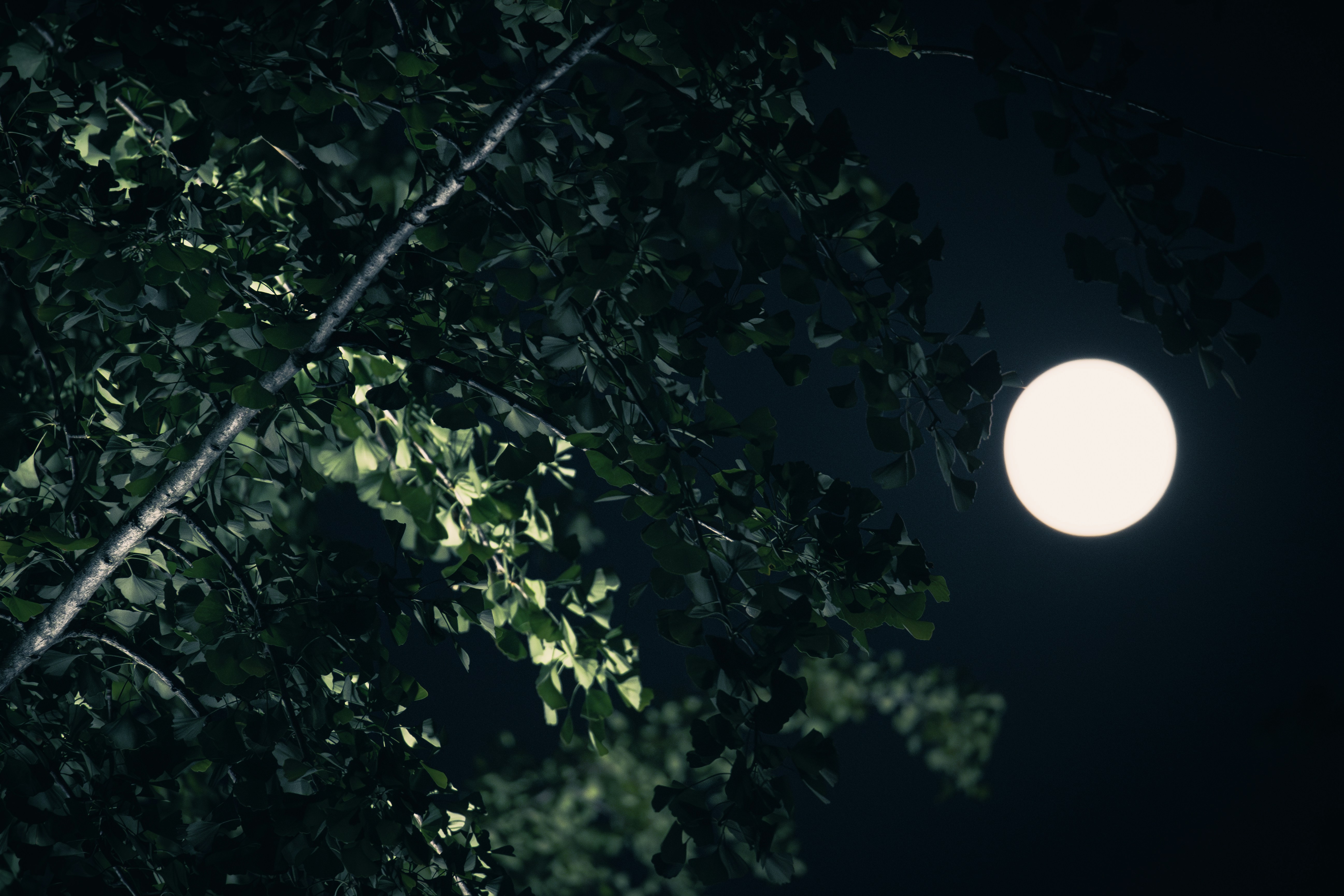 A full moon shines through the branches of a tree photo – Free Ginkgo ...