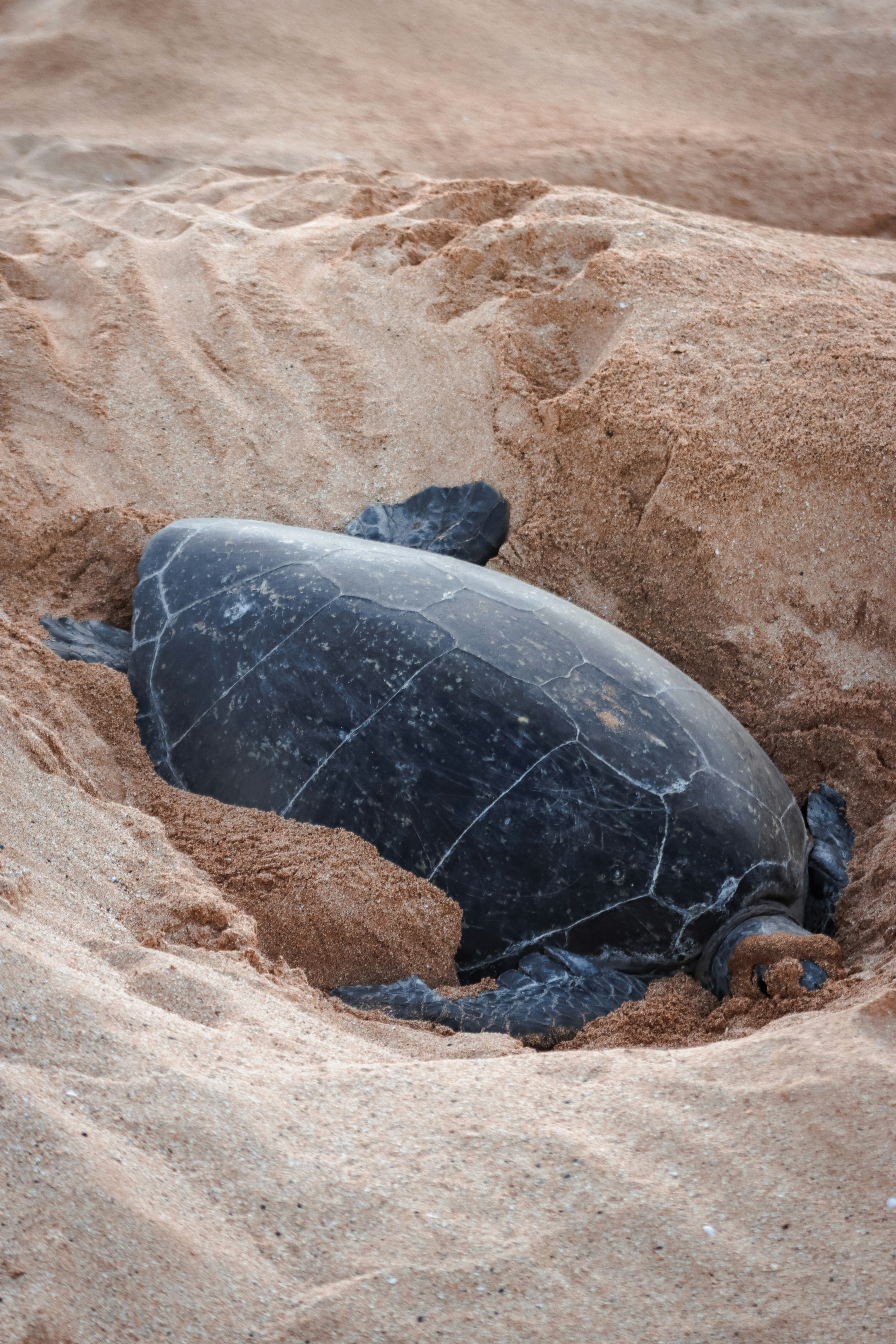 Dark sea turtle shell partially buried in soft beach sand with flippers visible, photographed on a calm shore.