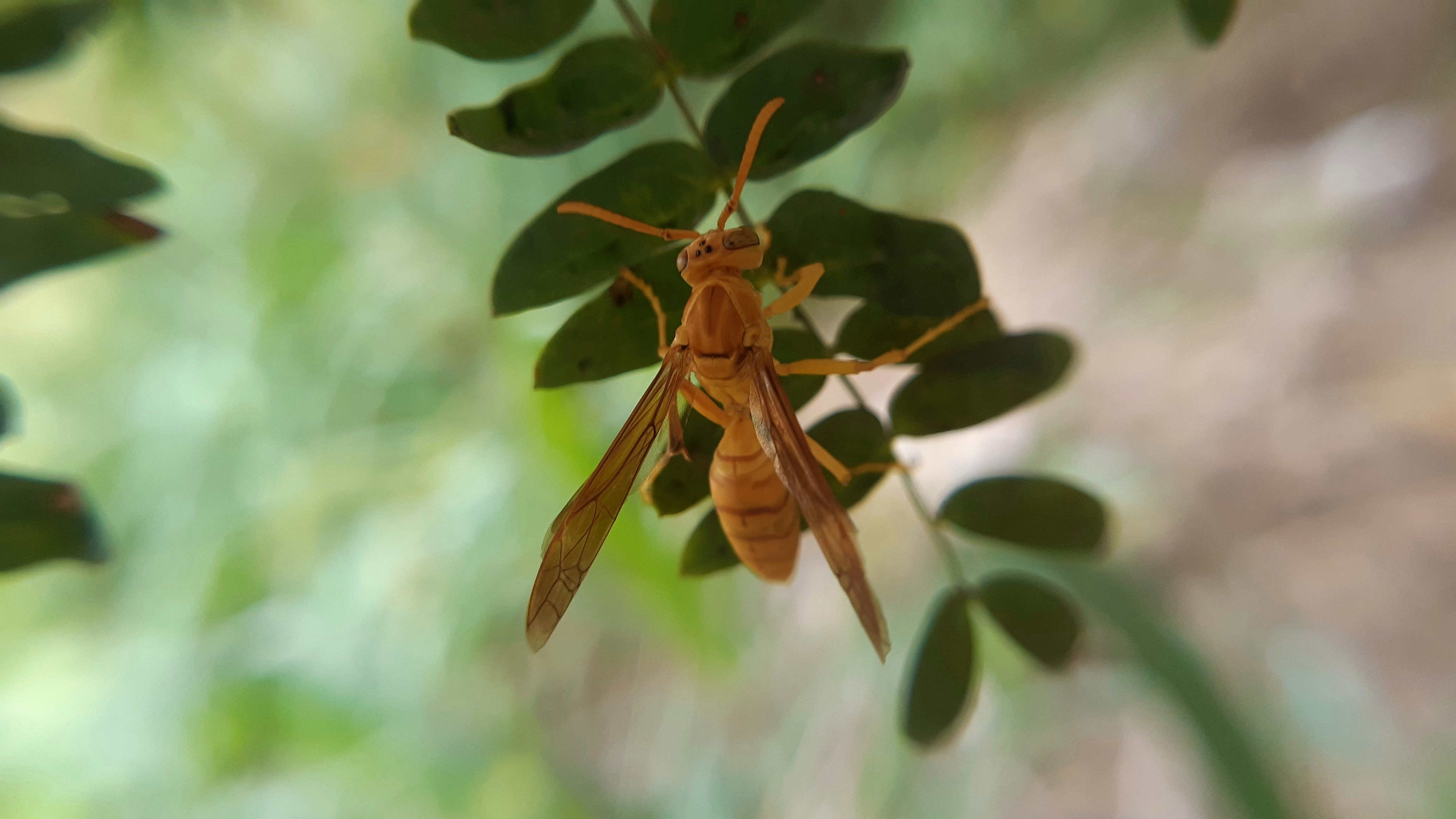 Macro photograph of an orange wasp-like insect perched on a leafy stem with a soft green bokeh background.