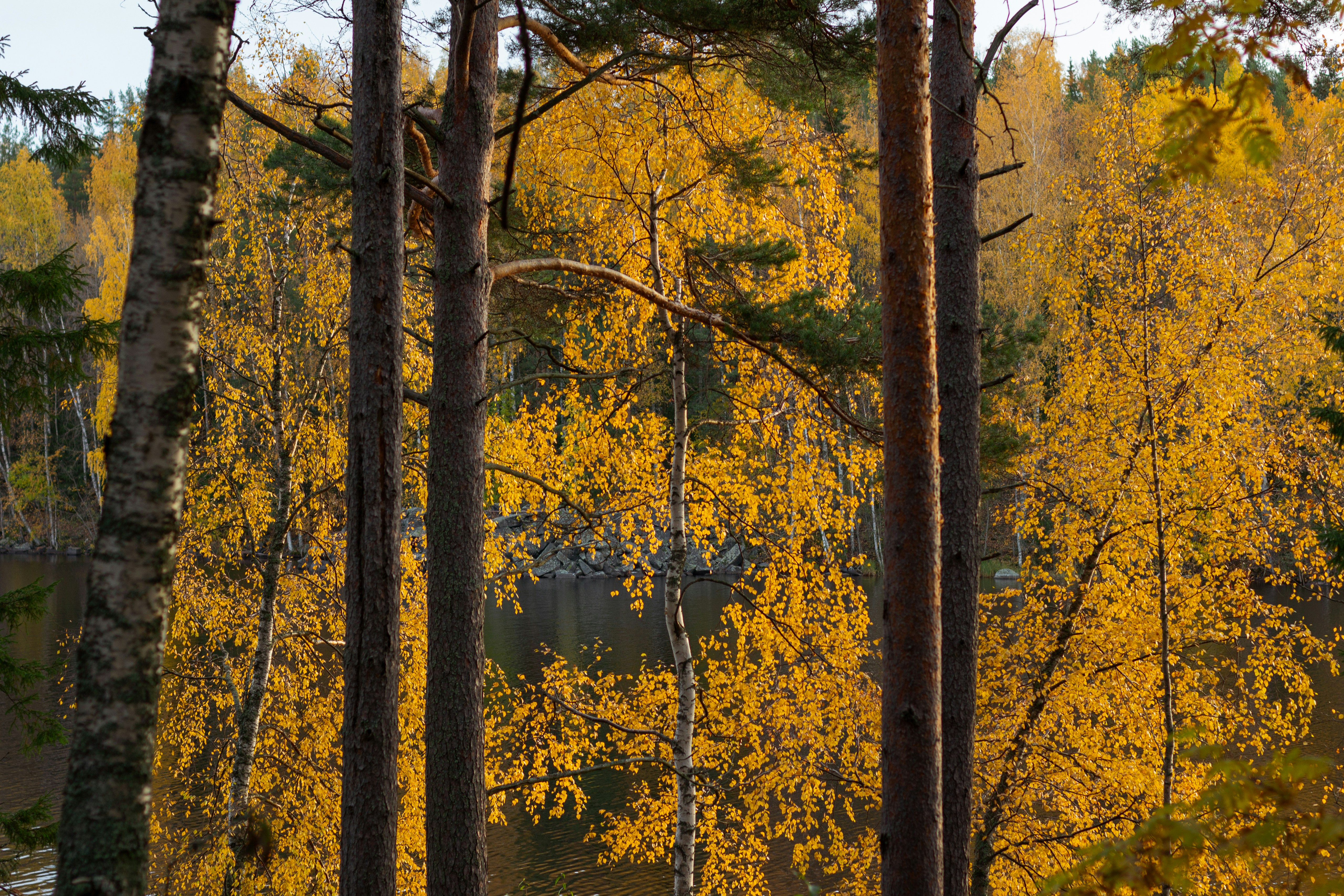 yellow birch trees in the fall