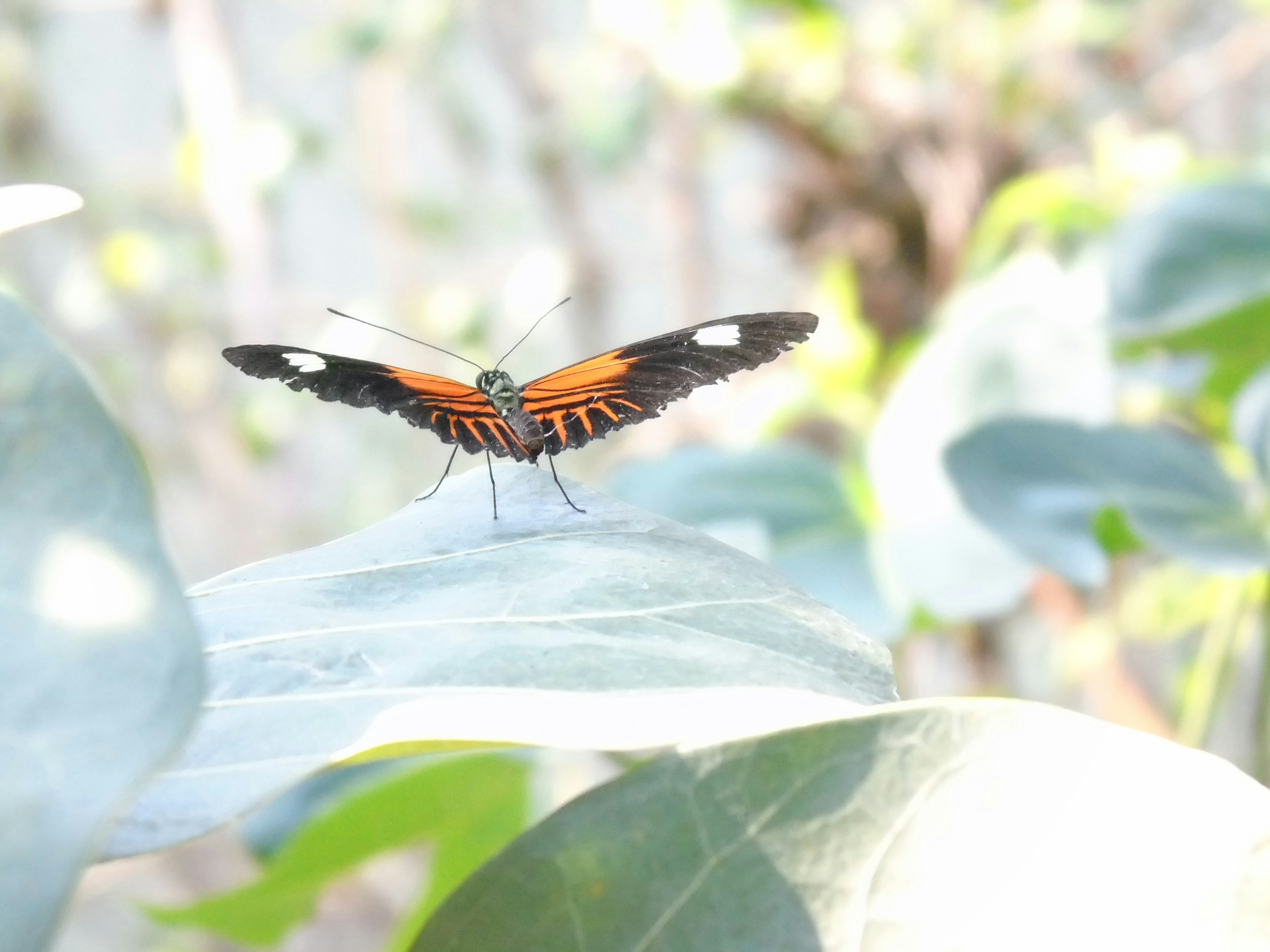 Monarch butterfly perched on a pale bluish leaf with soft garden bokeh behind; a close-up photograph highlighting its vibrant orange and black wings.