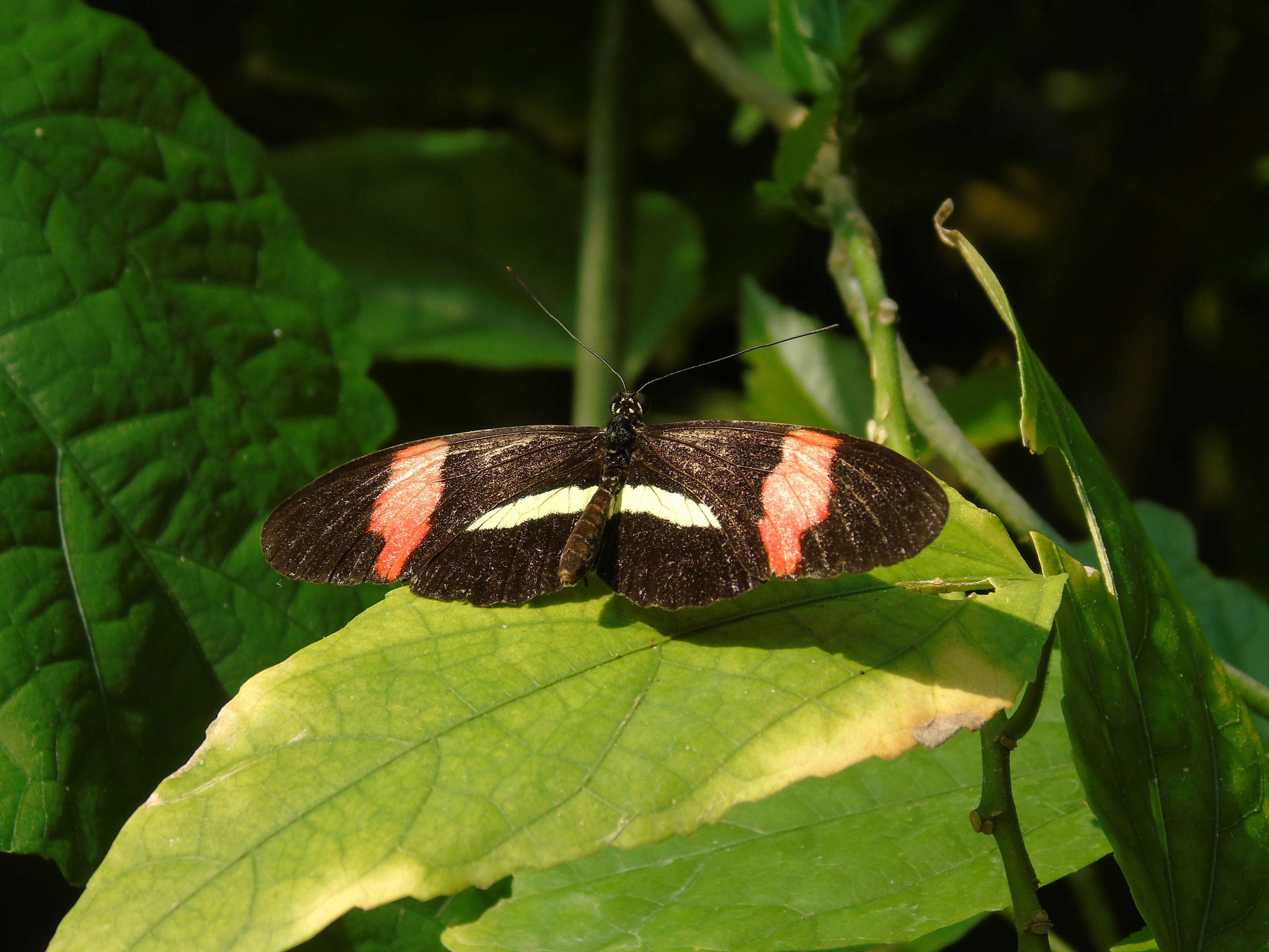 A close-up photograph of a red-banded moth perched on a sunlit green leaf, wings spread to reveal bold red bands. The scene emphasizes leaf texture and natural color contrast.