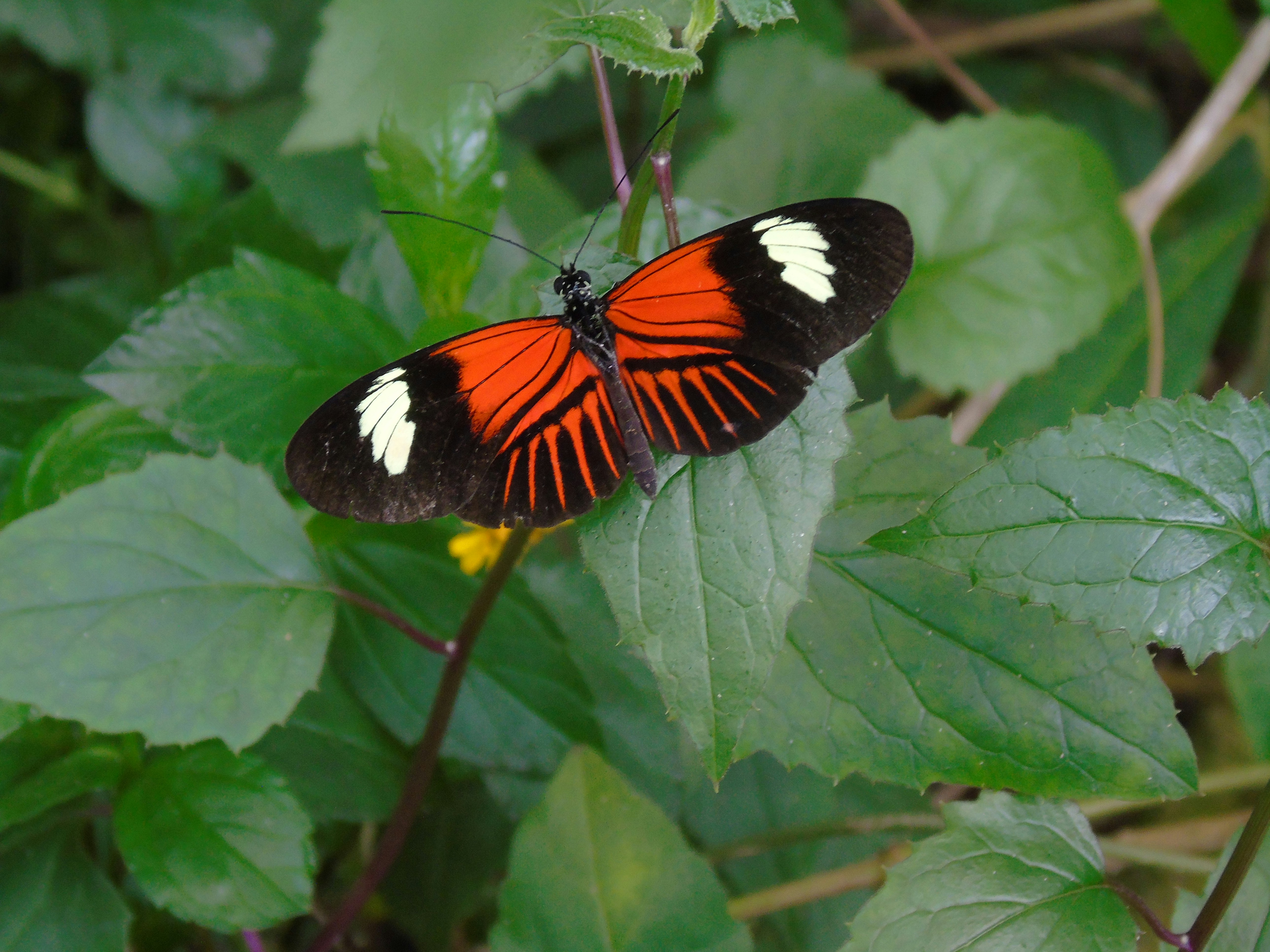 Red-orange butterfly with white patches rests on broad green leaves in a garden setting.
