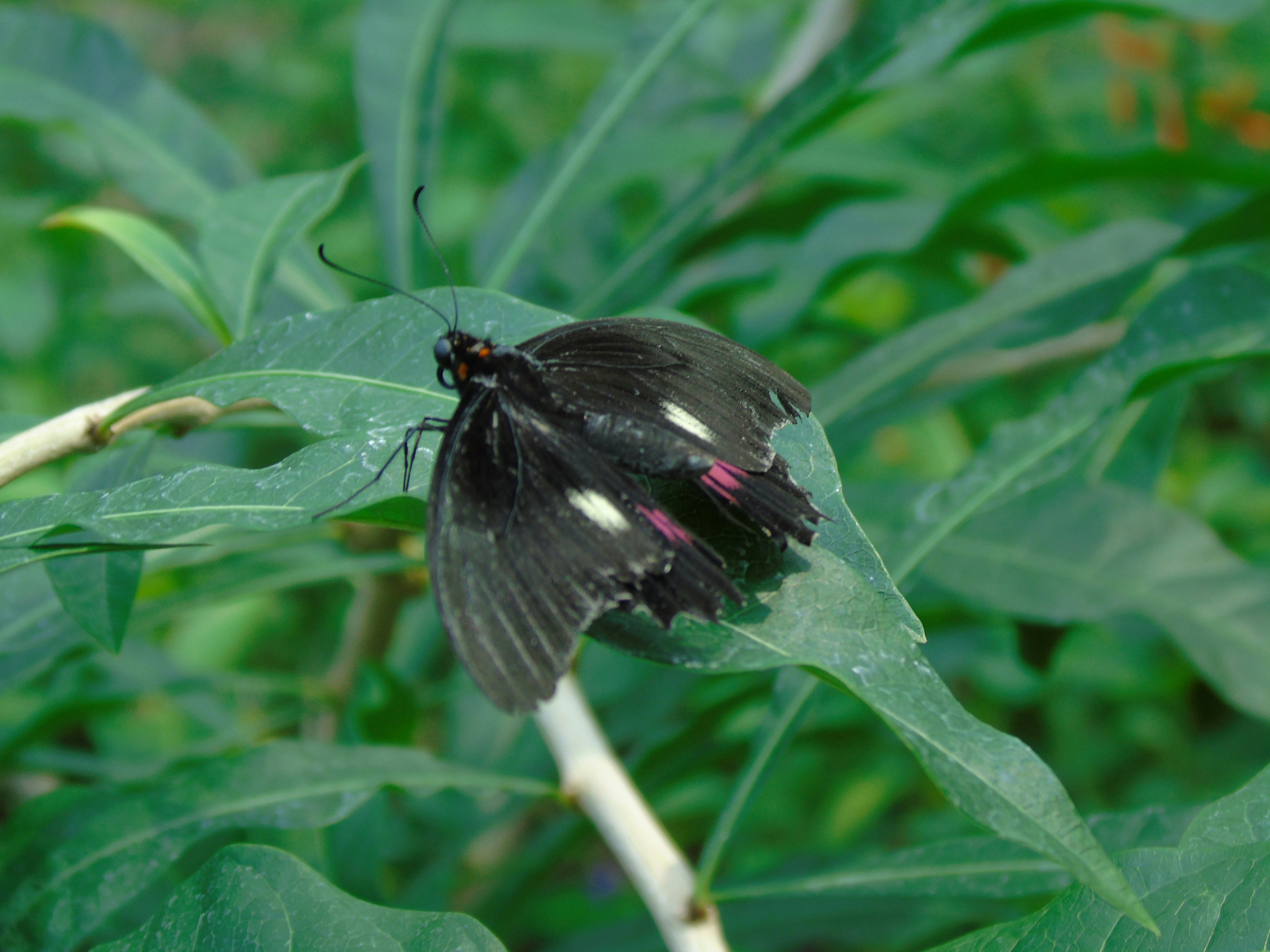 Photo by Elise Janssen with Sony Cyber-shot H400