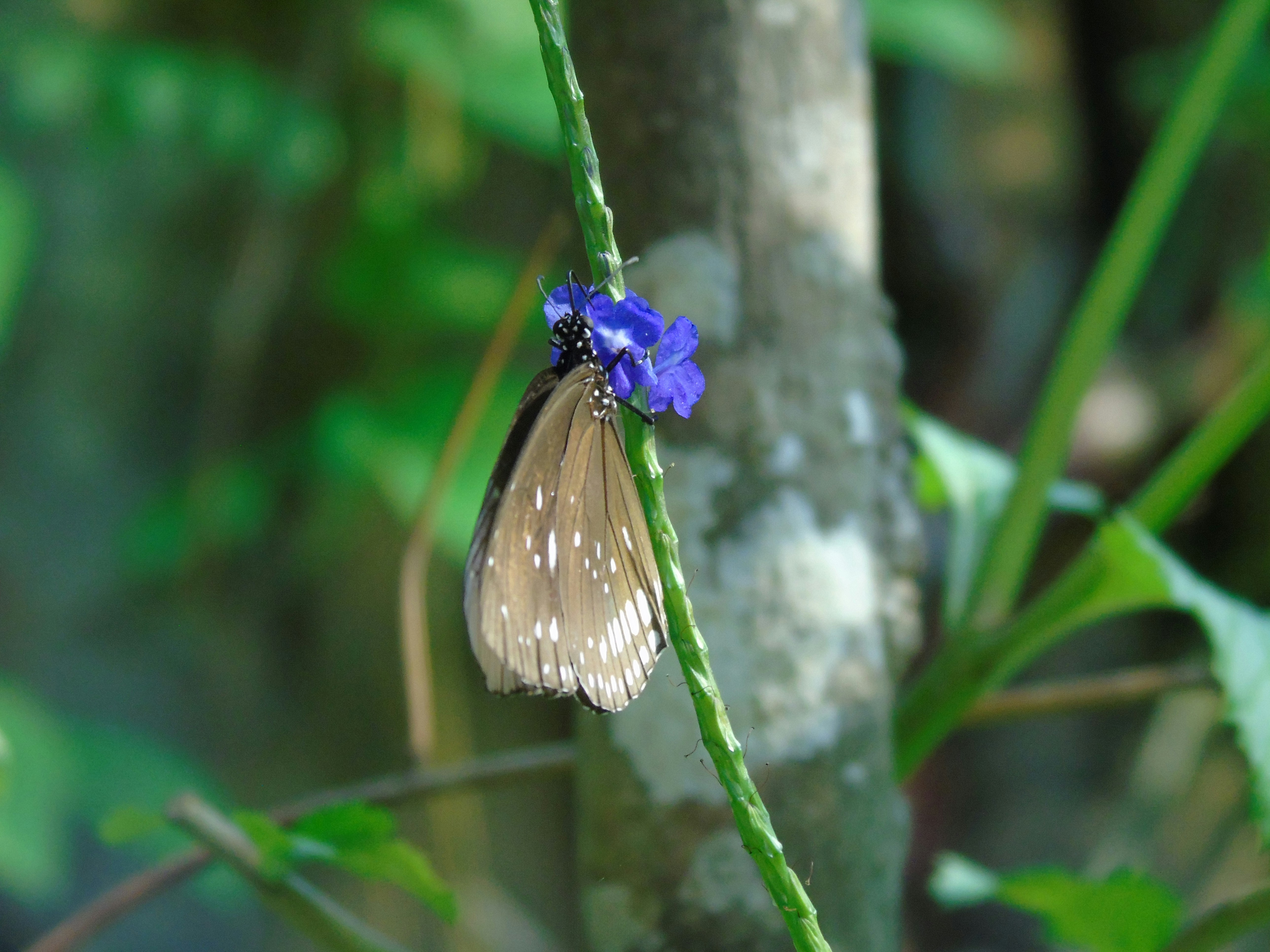 Butterfly delicately perched on a vibrant blue flower amidst lush greenery. The intricate patterns on its wings contrast beautifully with the natural backdrop.