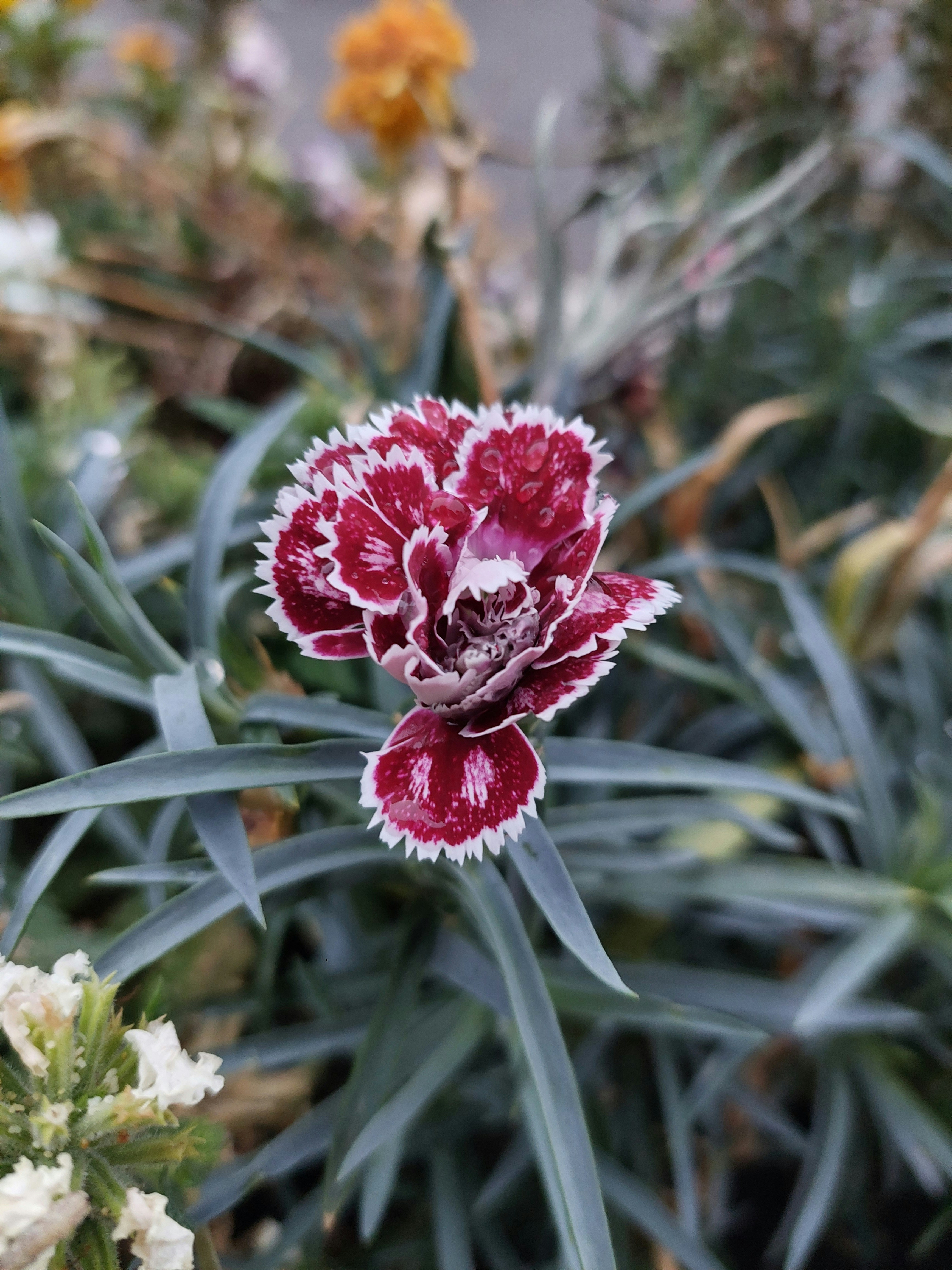 Foto Bunga merah dan putih di taman – Gambar Bunga Gratis di Unsplash
