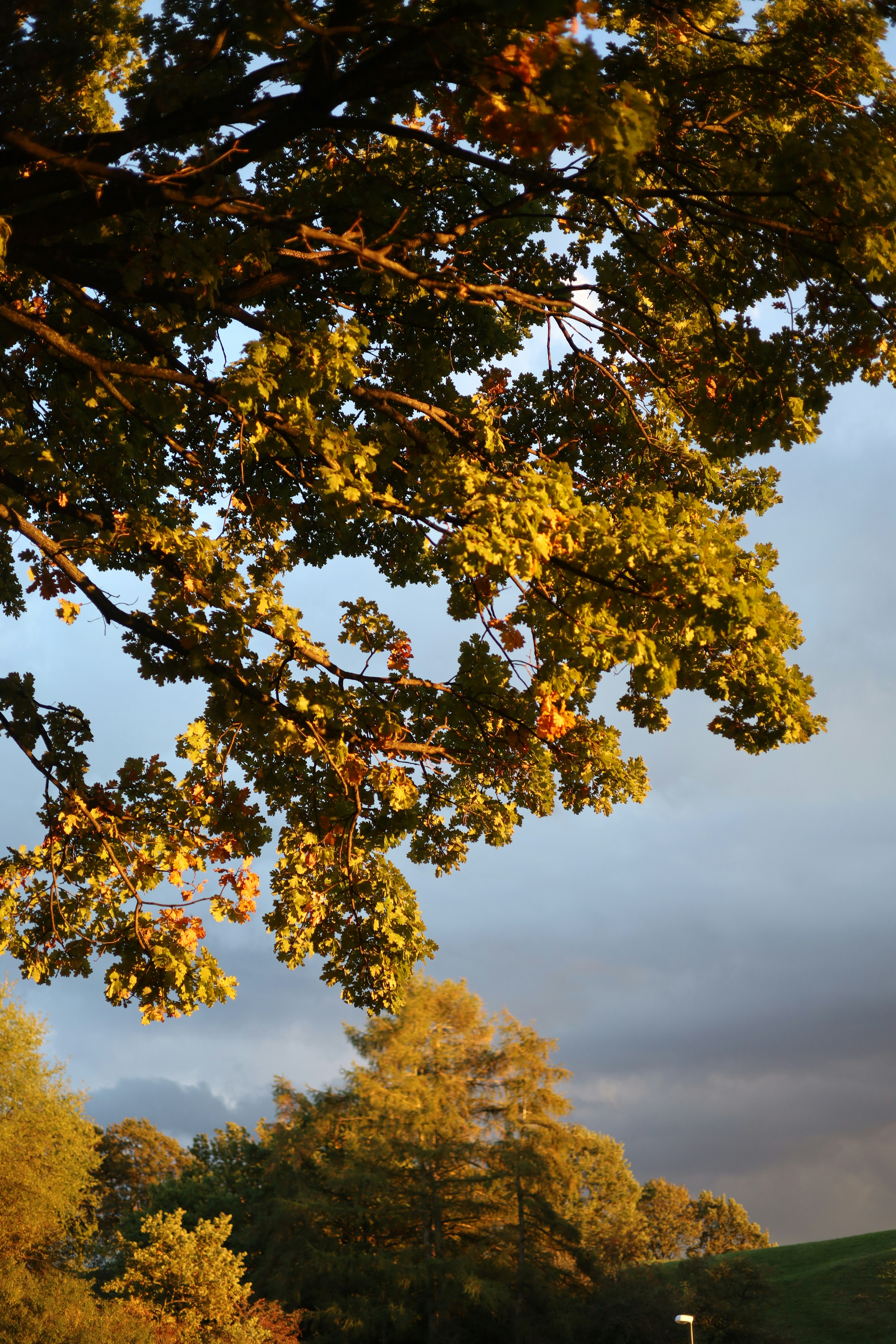 Amber Canopy: Dusk Light Filtering Through Autumn Leaves
