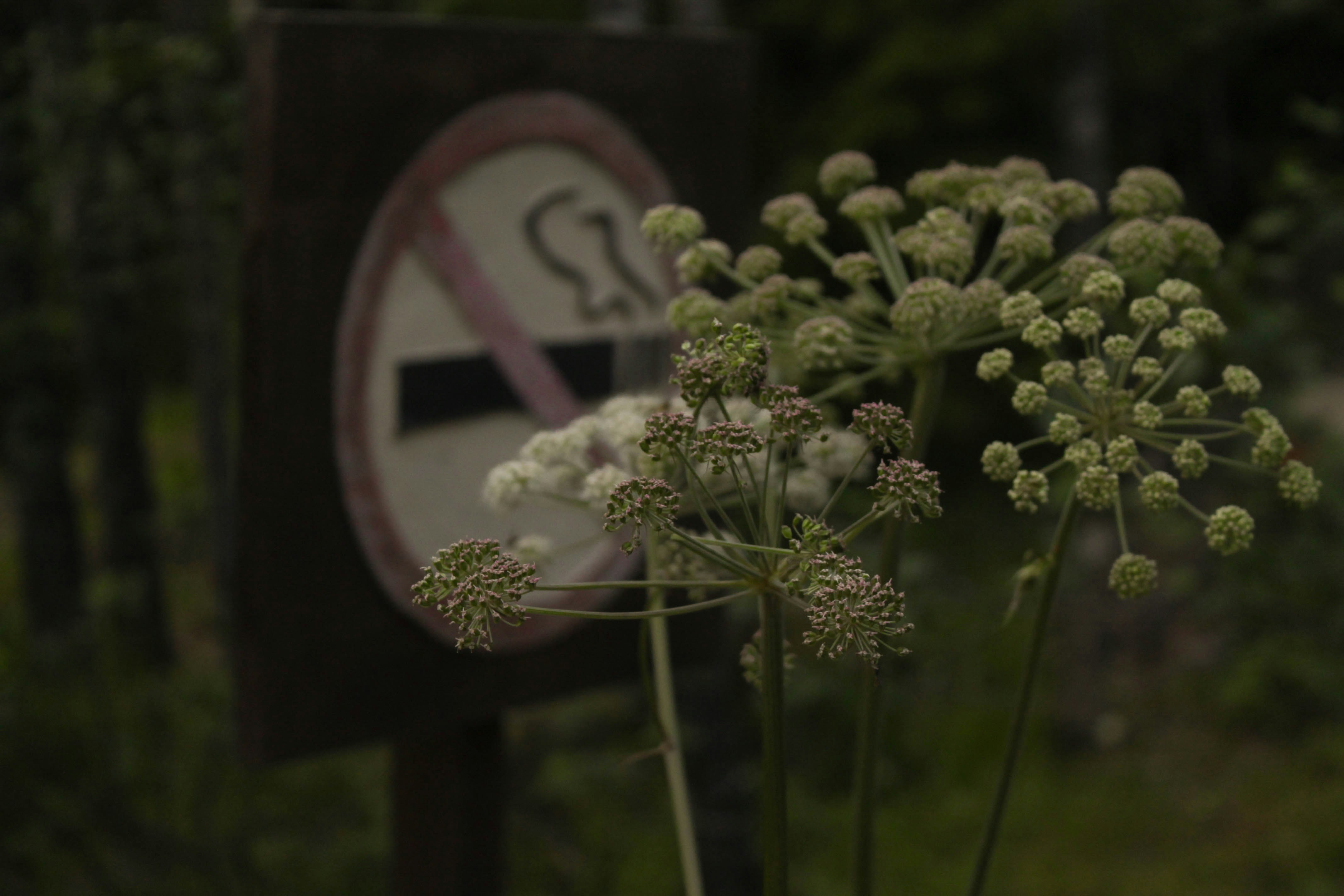 Queen Anne's Lace in Focus: Quiet Bloom Before a No-Smoking Sign
