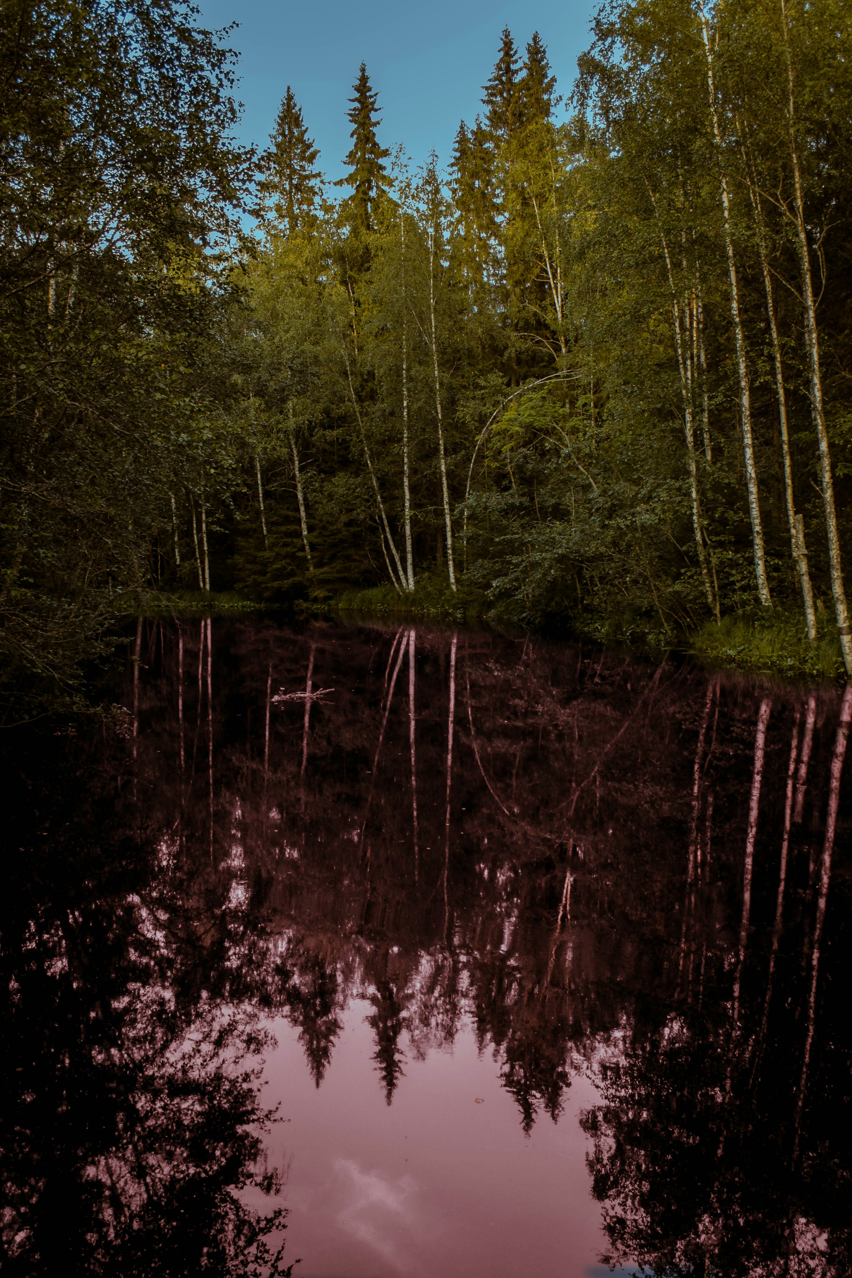 Pines in Velvet Stillness: A Forest Reflected